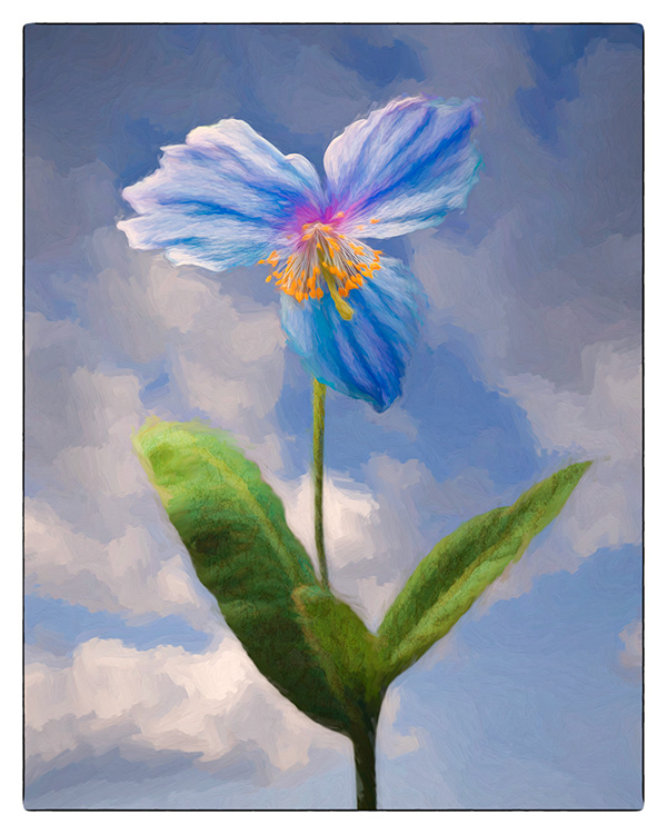 David Kelly - Gallery 3