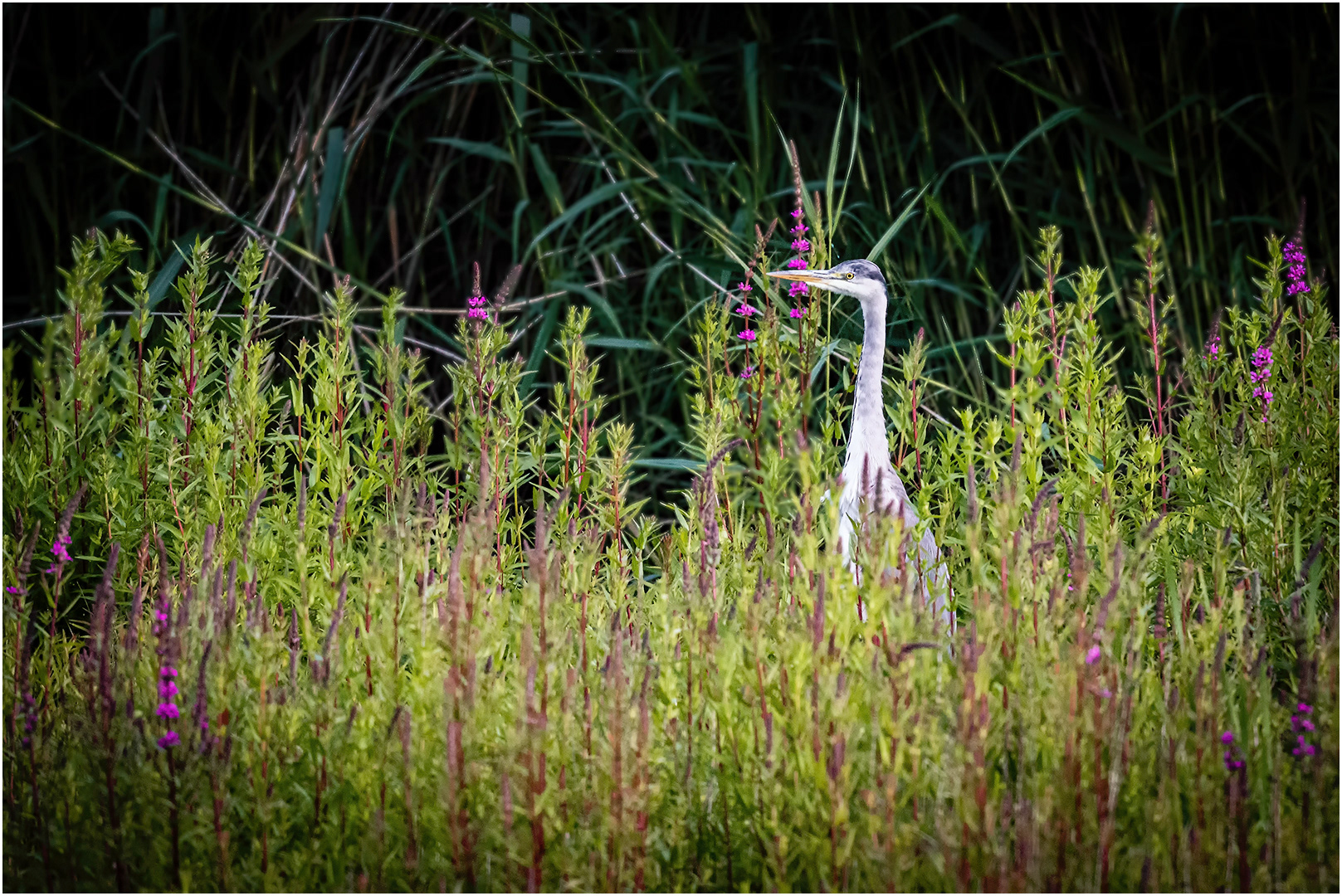 Martin Patz - Recently added...