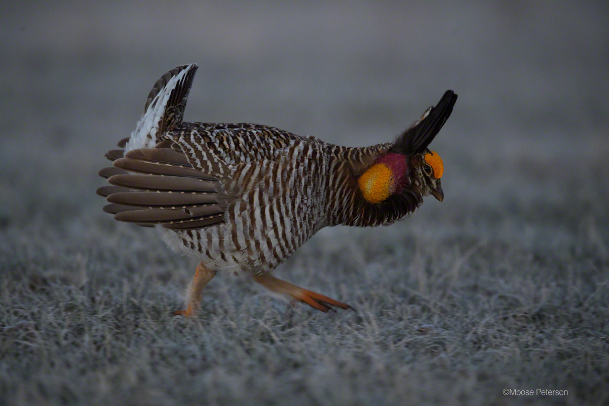 Moose Peterson - Chicken & Grouse Apl '17