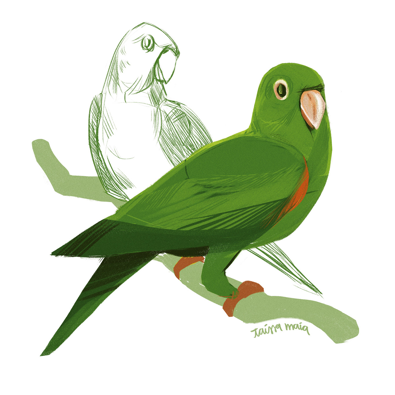 Projeto 100 Aves Brasileiras