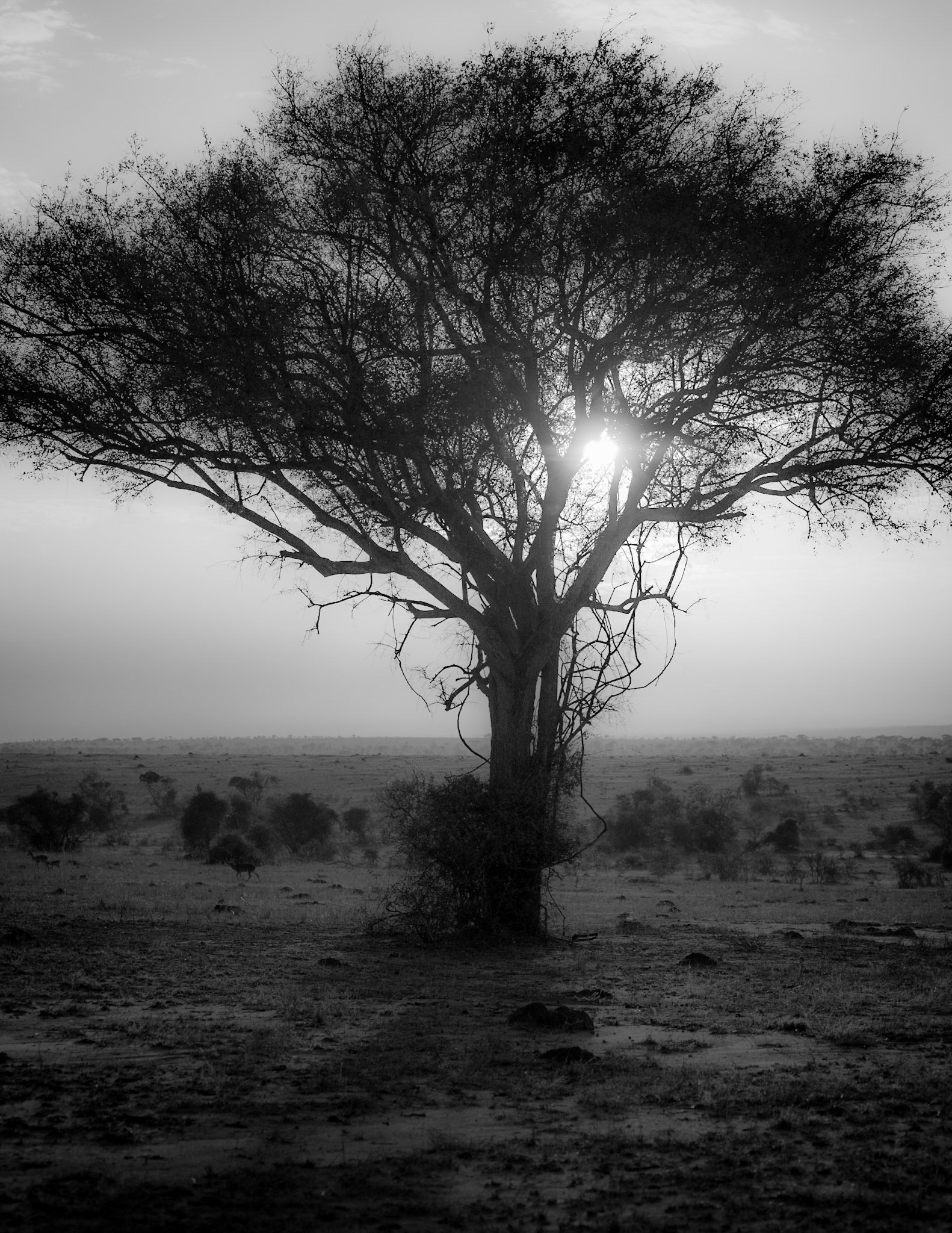 Ken Landis - B&W