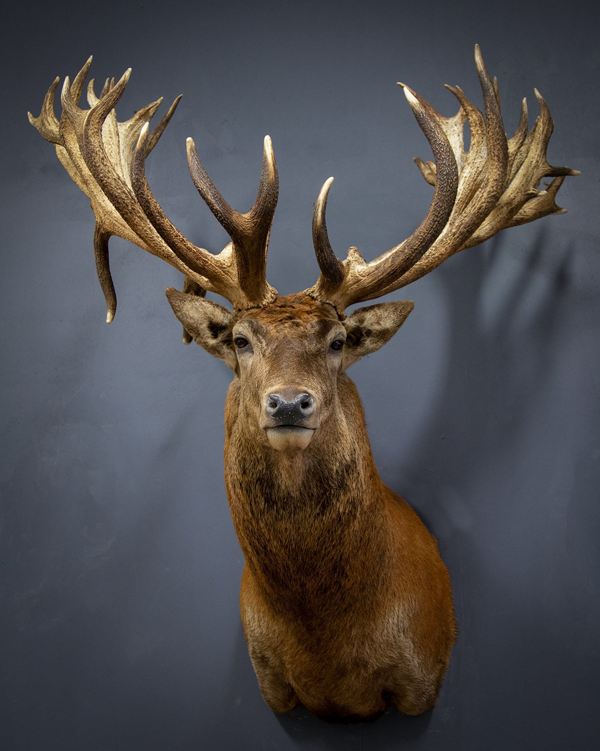 Mountain Edge Taxidermy - Red Stag