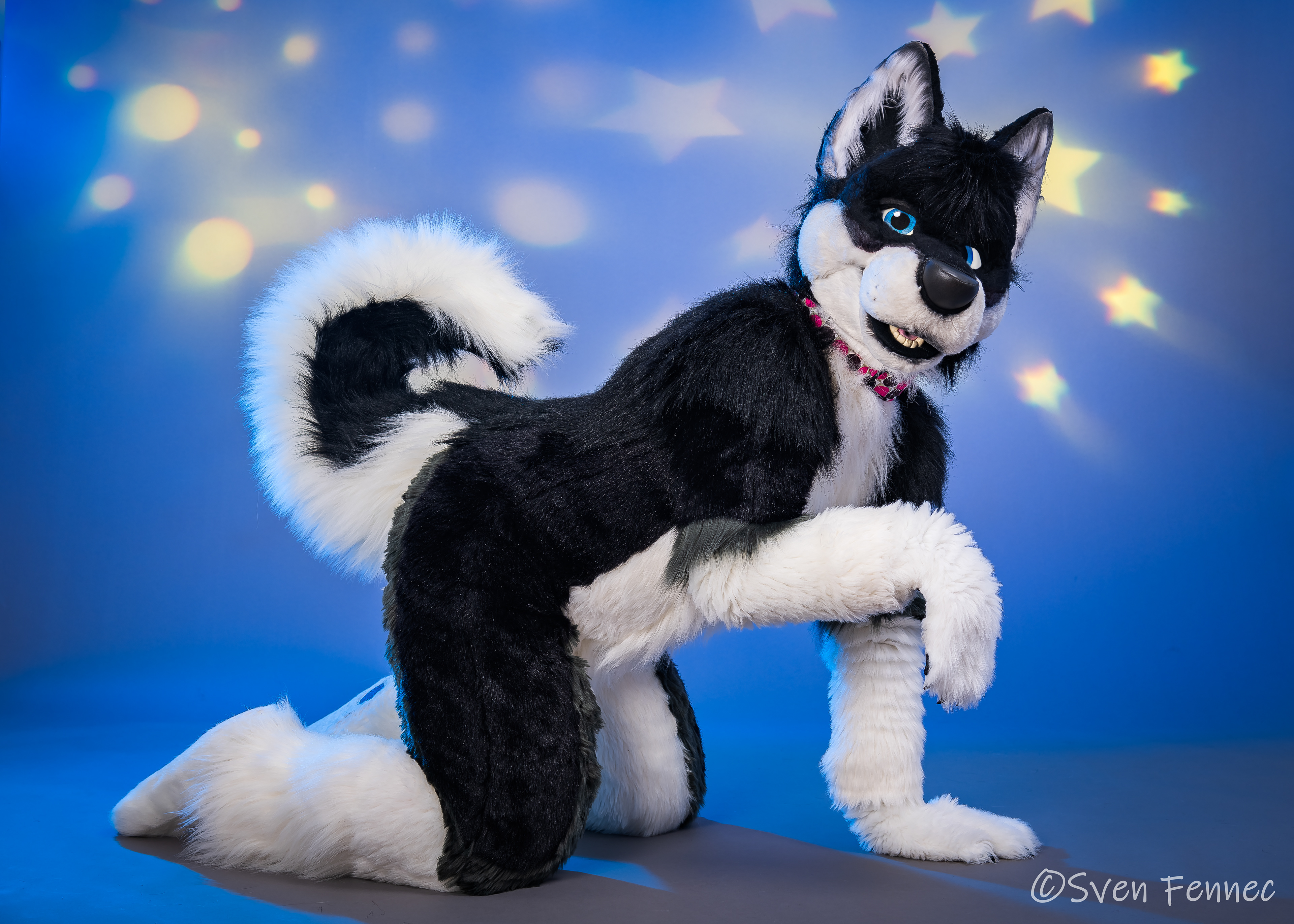 Sven Fennec Photography - 2018-2020 Studio Fursuit Portraits