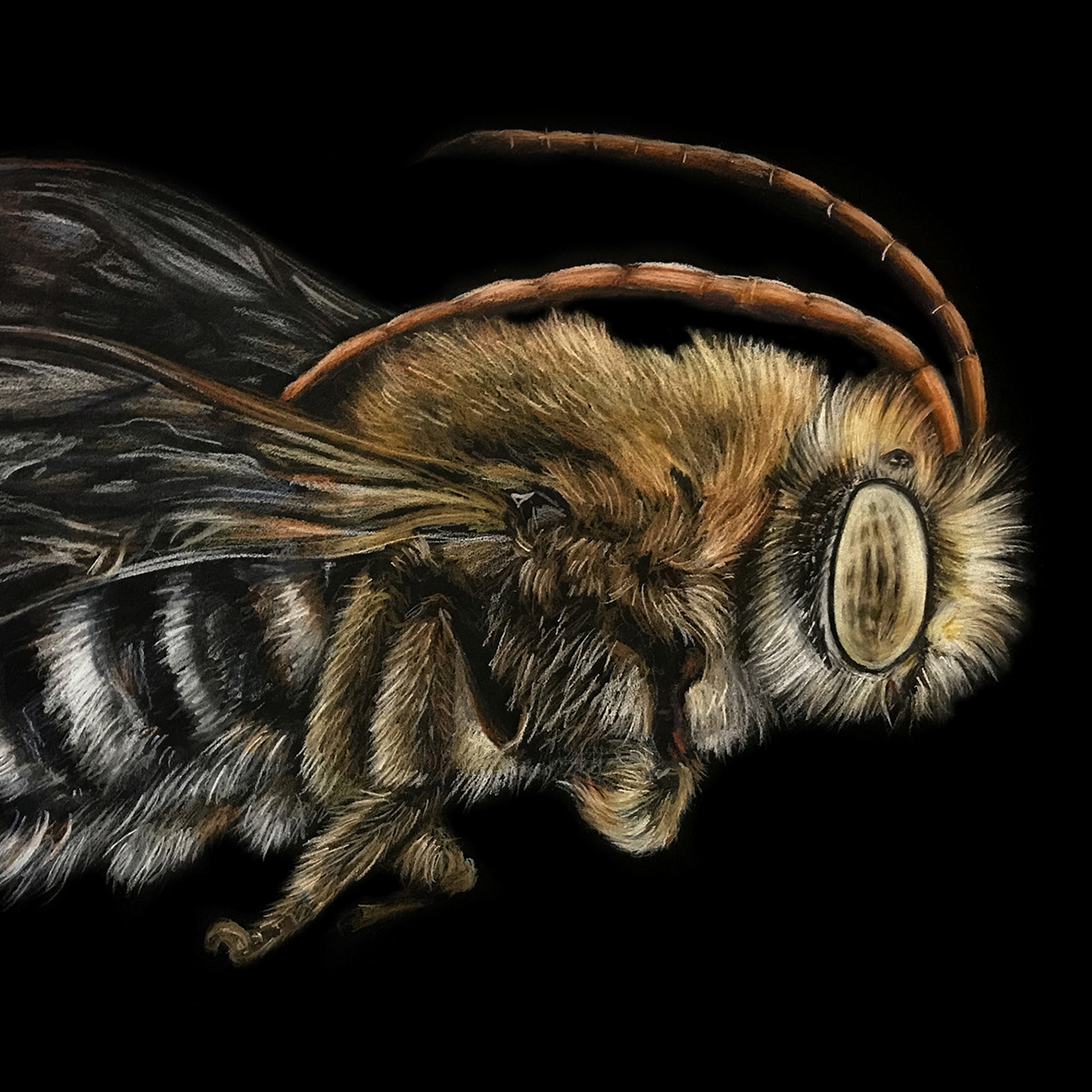 Kelly Stanford - Science Communicator and Artist