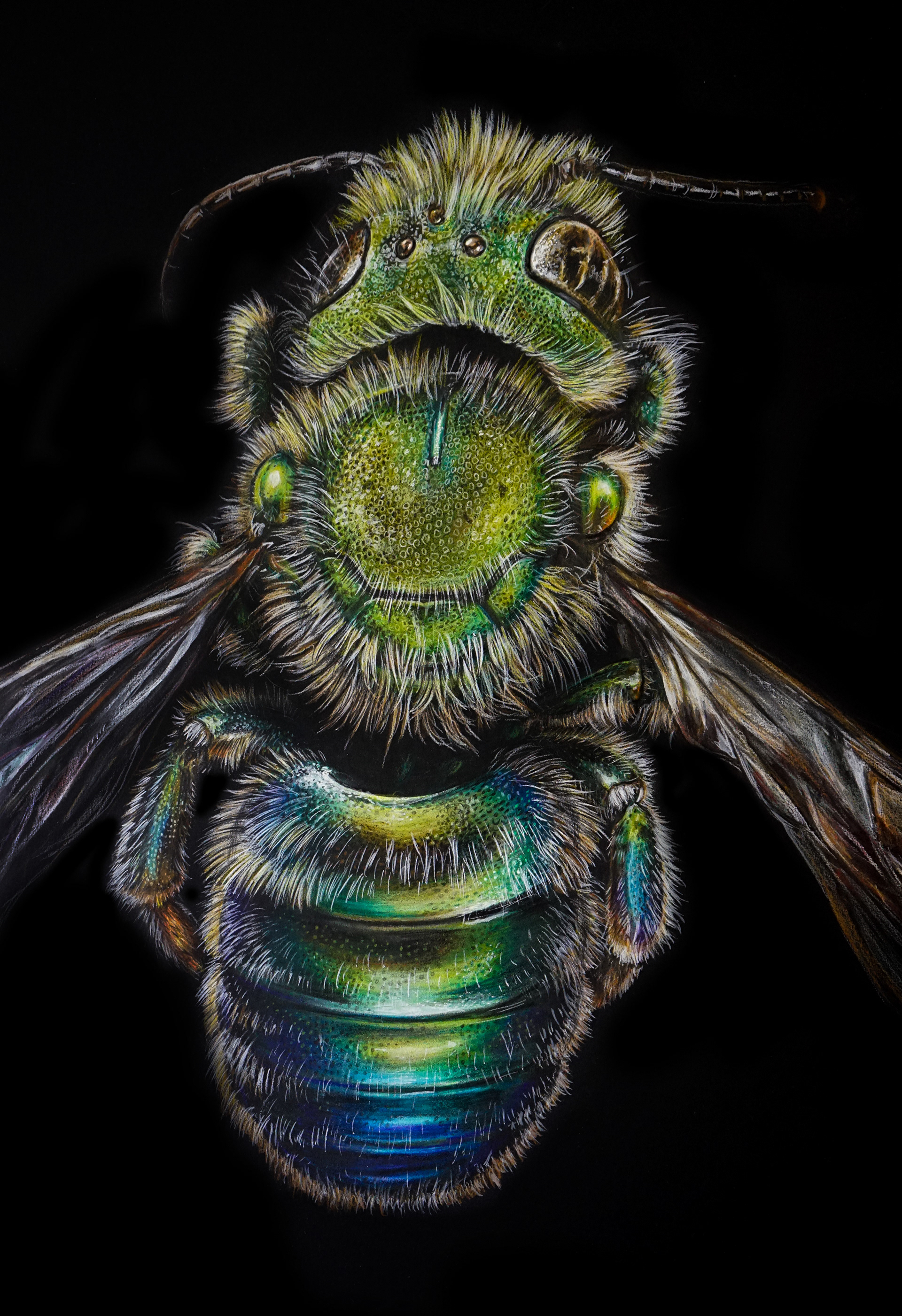 Kelly Stanford - Science Communicator and Artist - Hyper realistic ...