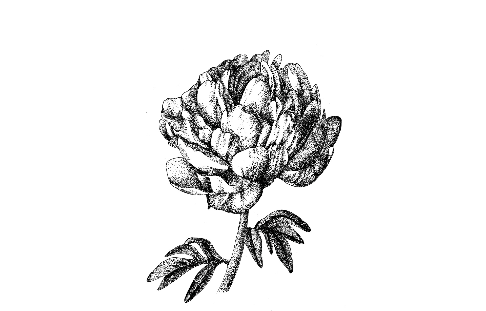 Cathy Thill - FLOWERS