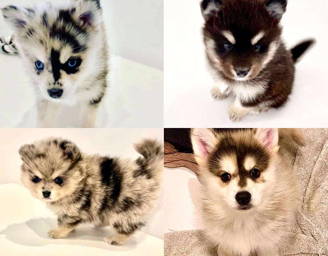 So' Pomsky Elevage Pomsky De France - Nos Chiens