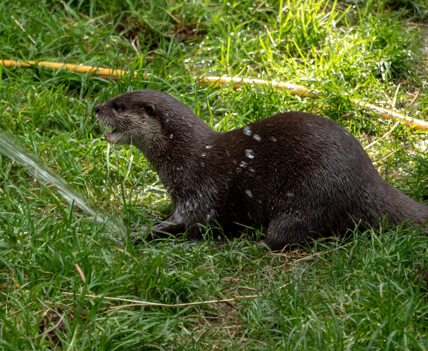 Steve Akehurst - Butterfly and Otter farm