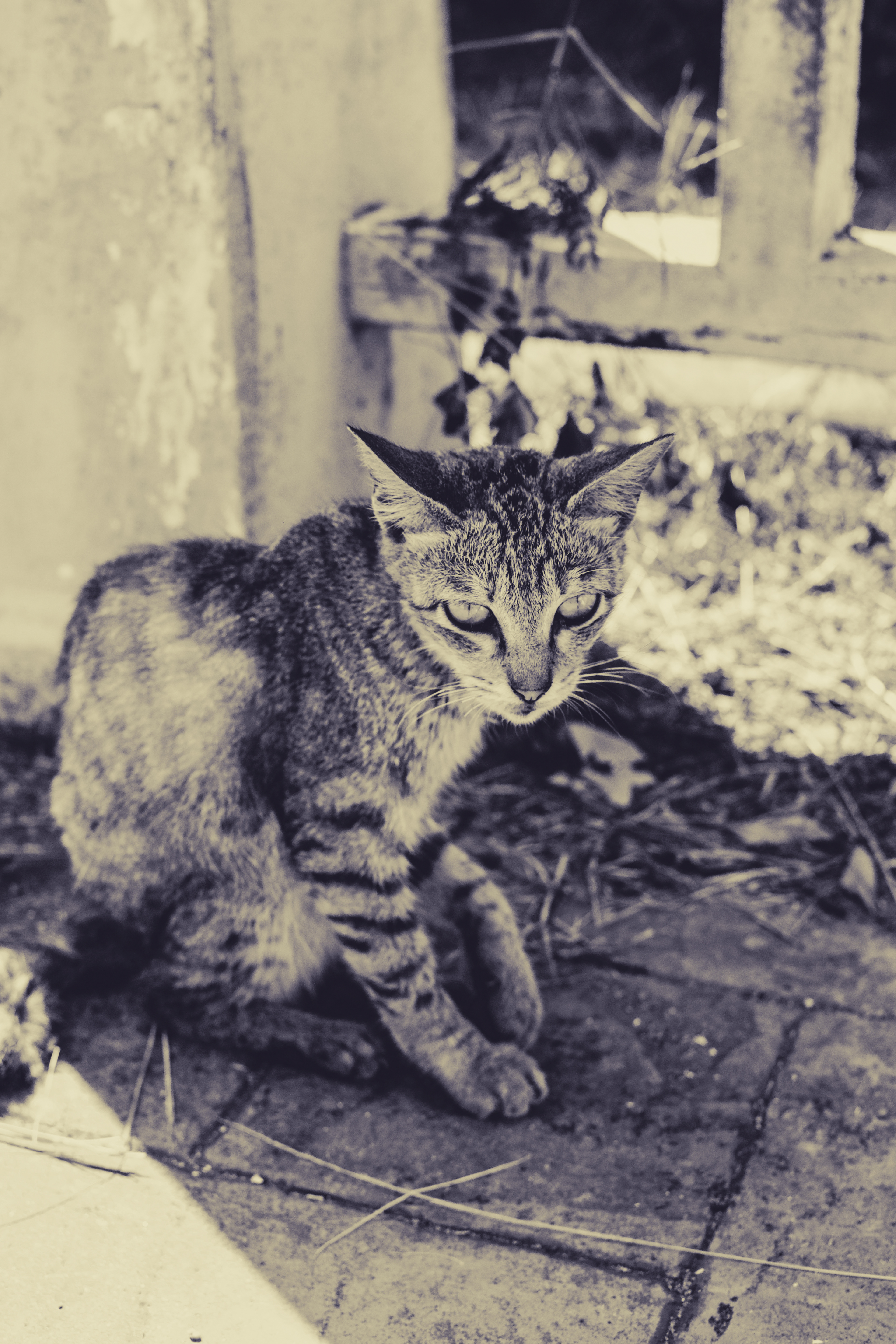 Syafiqah Rahim - Malacca Editorial: Traverse