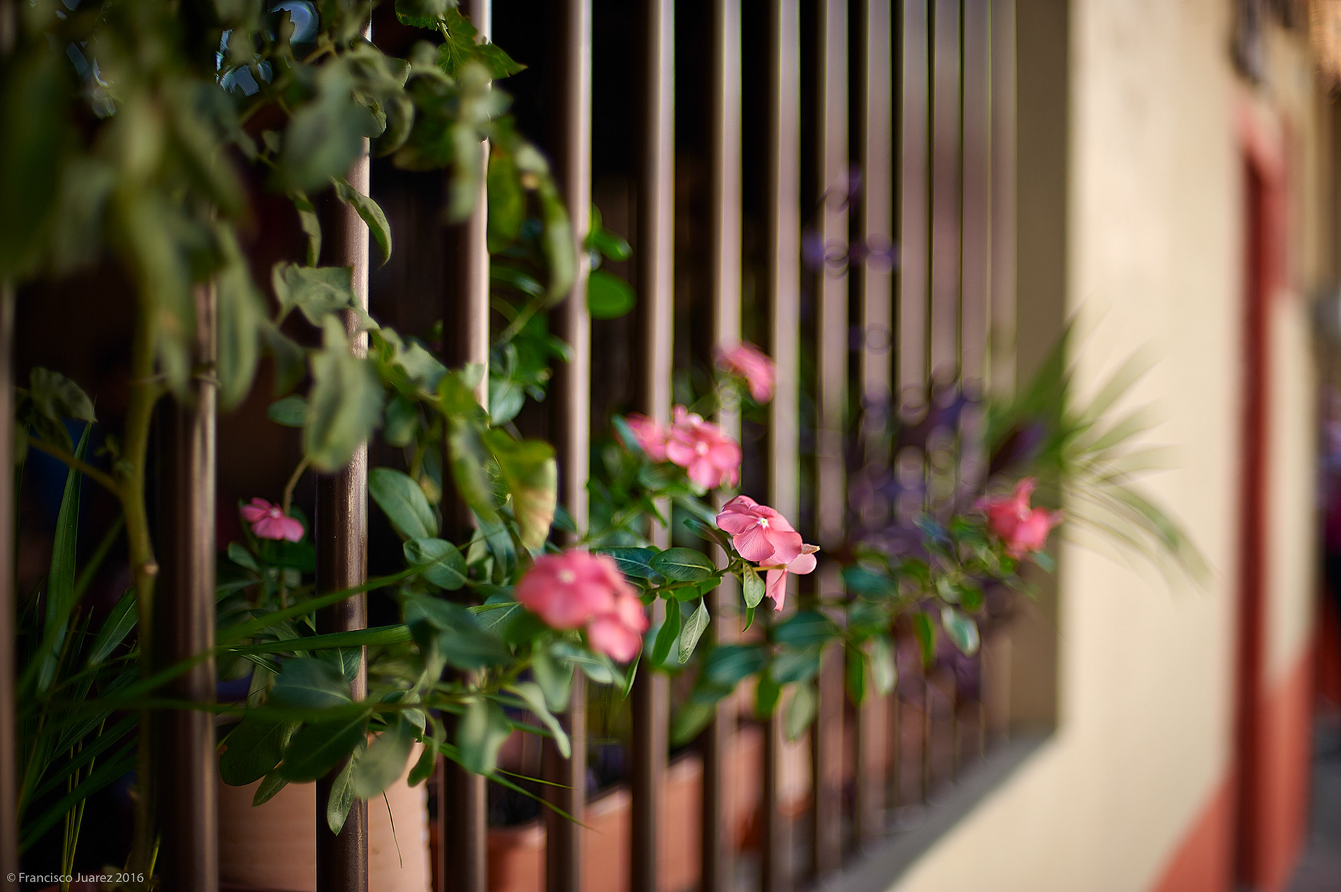 Paco Juarez - Arquitectura y Ciudad