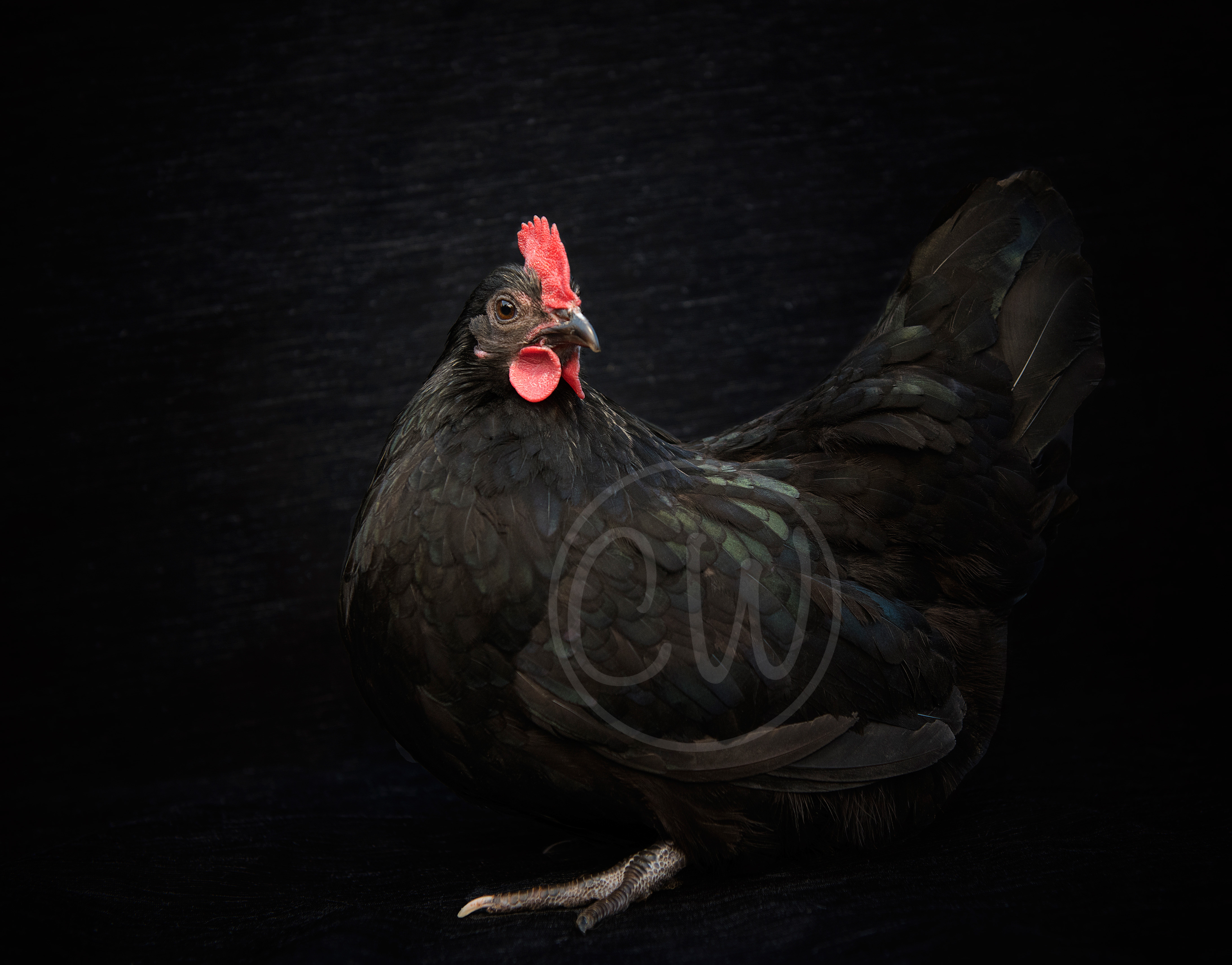 Rare Breeds Preservation Project by Claire Watson. - Scots Dumpy Bantam ...