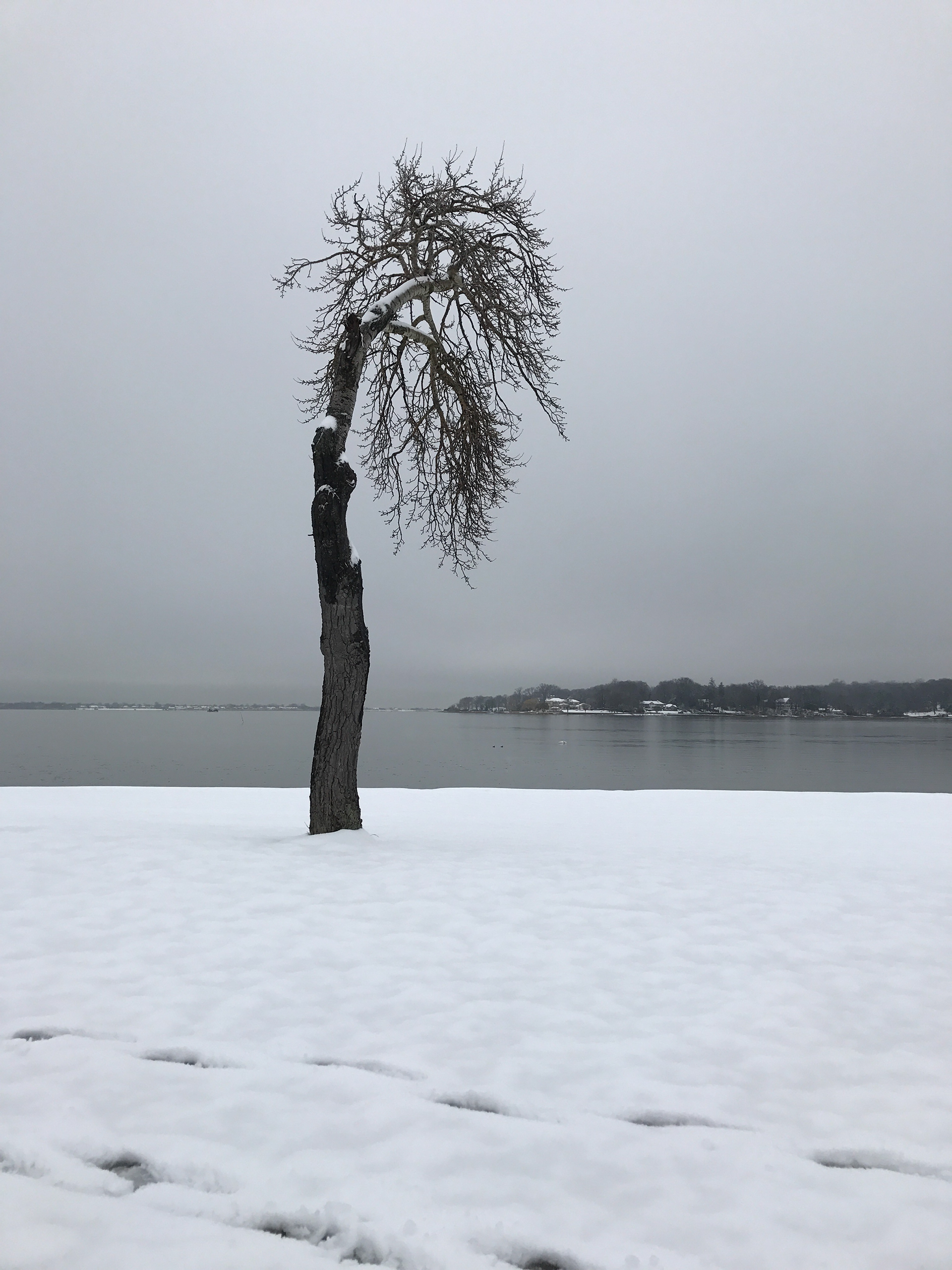 heatherwilson.photography - Sad Tree