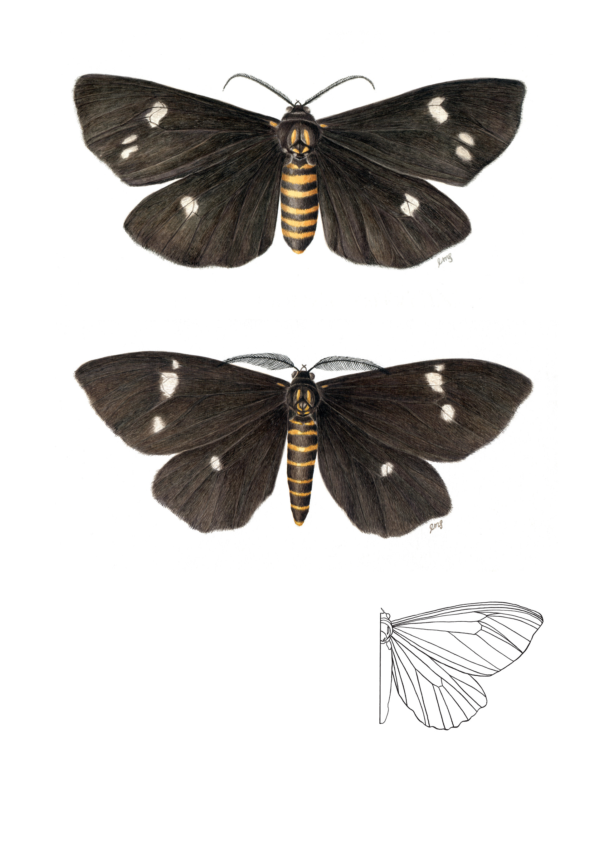 Emma Scheltema Illustration - NZ Magpie Moth Lifecycle for the Holwell Lab