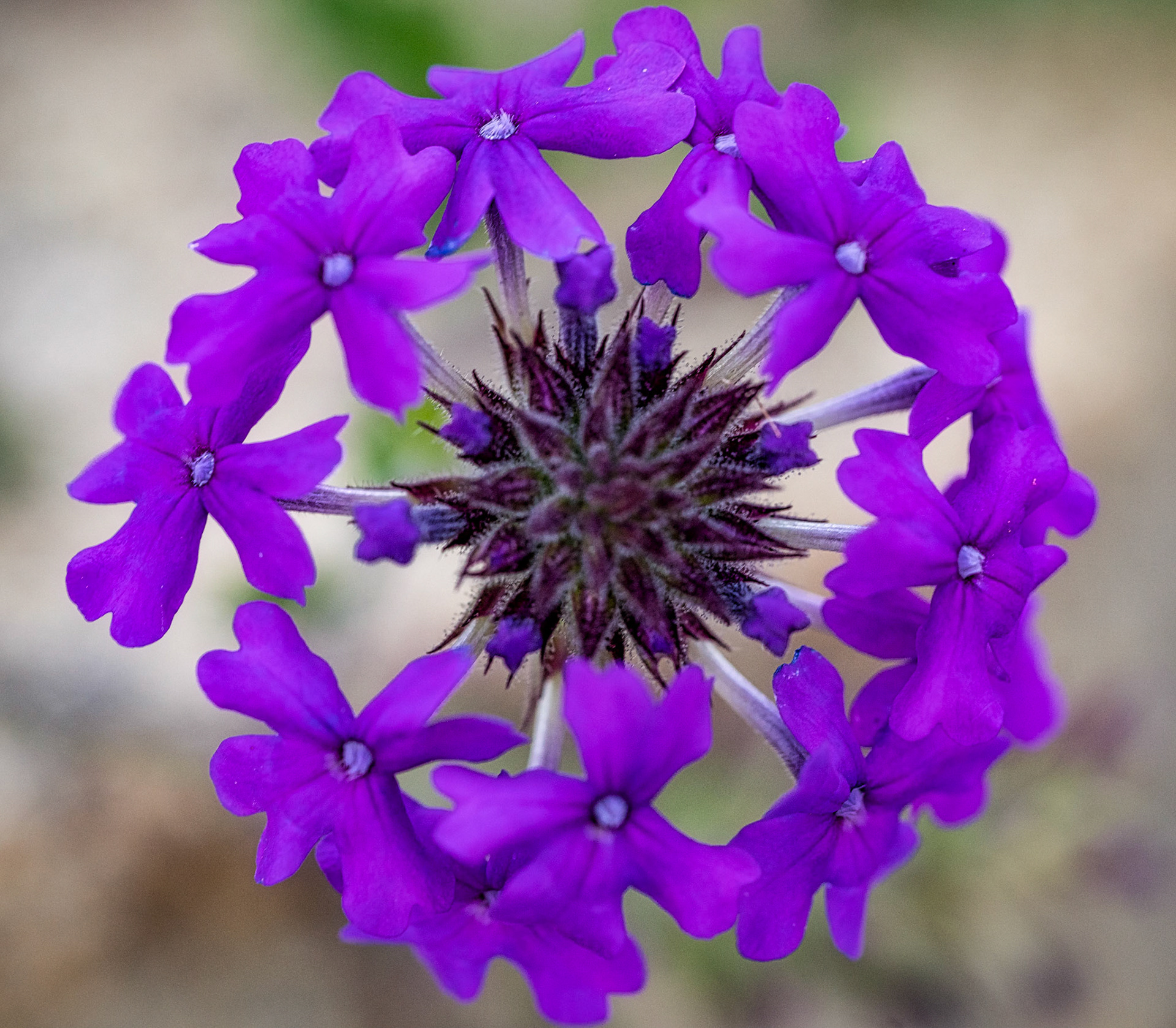 Stuart Schaefer - Flowers Gallery