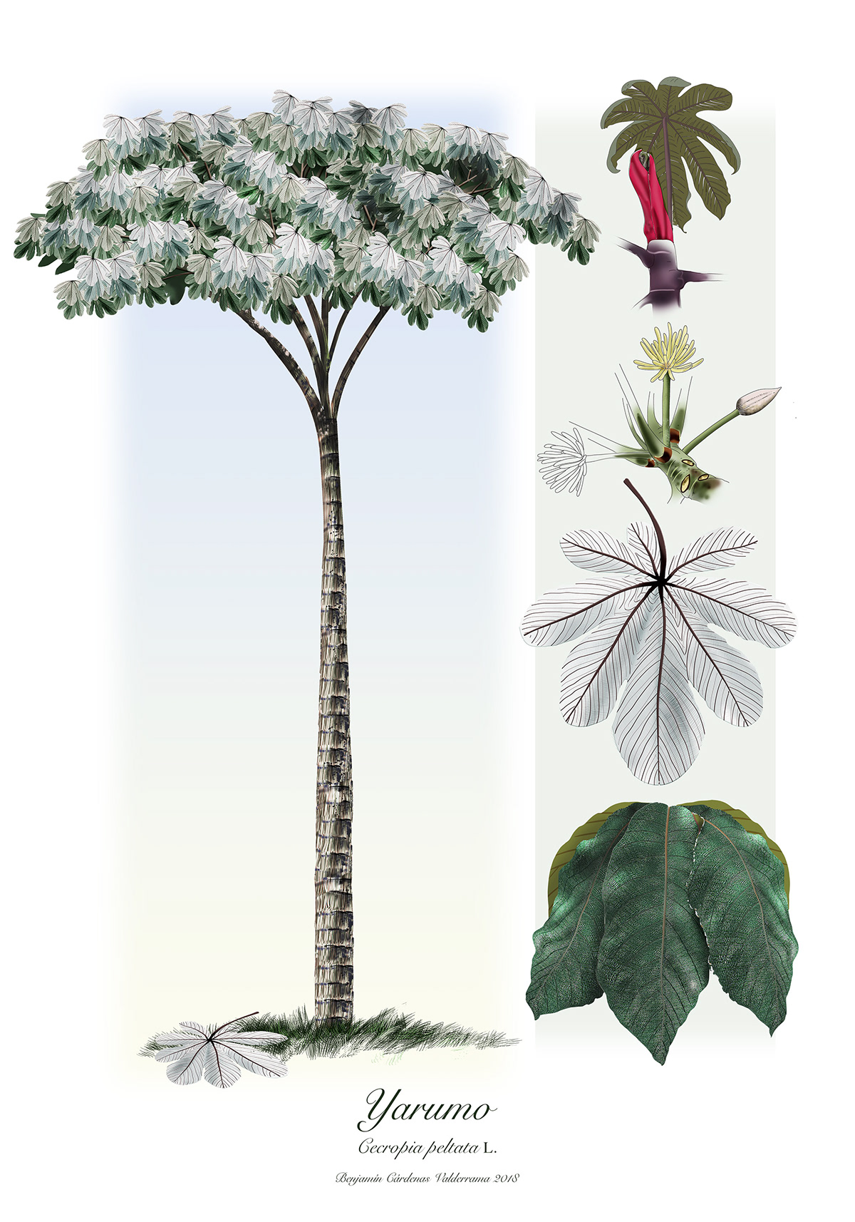 Benjamin Cardenas - Cecropia peltata- Yarumo