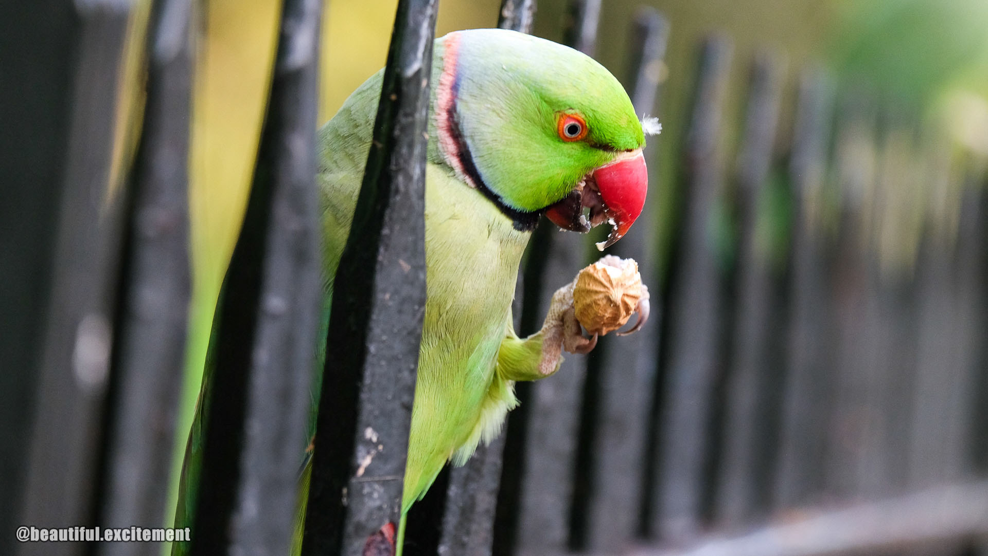 Beautiful Excitement - Animals