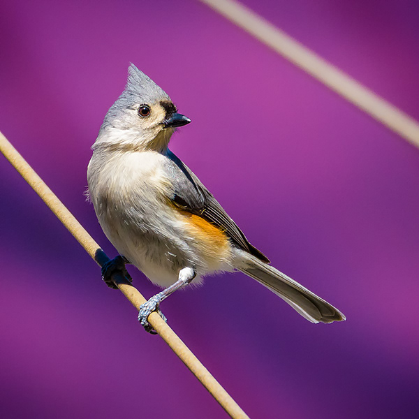 1225 Photography - Tufted Titmouse
