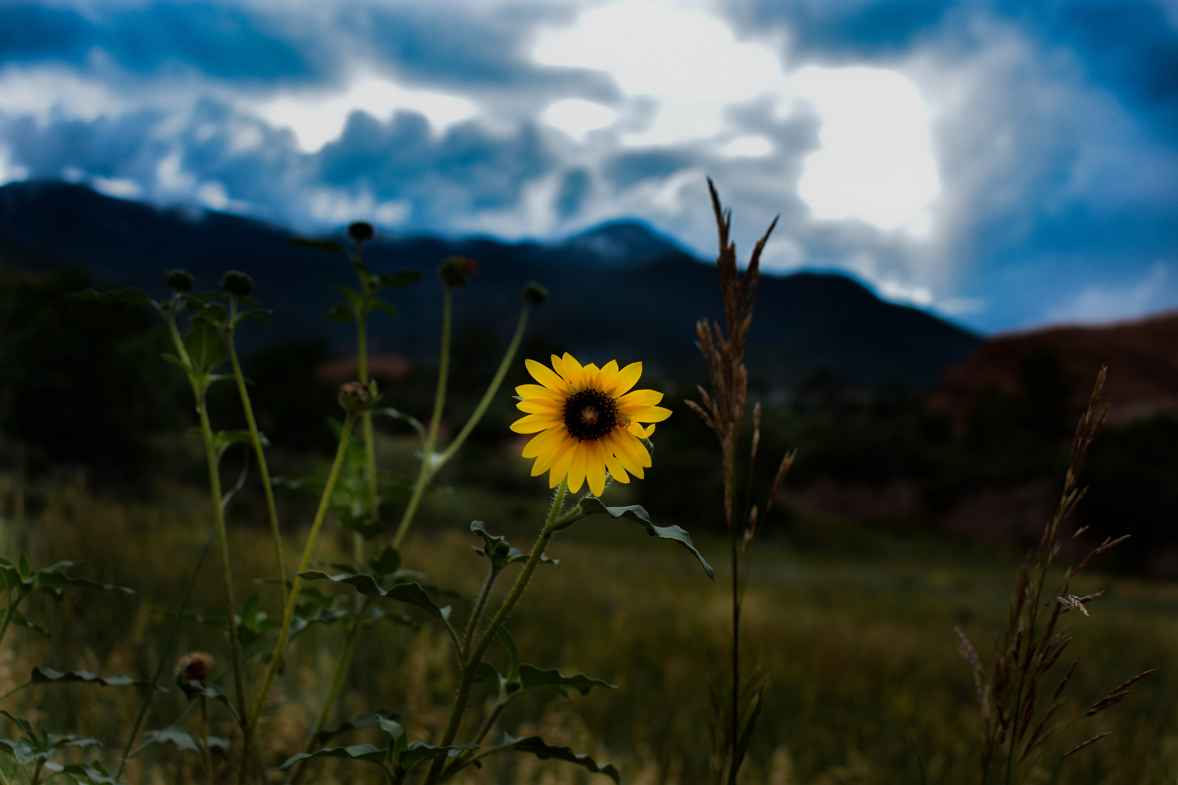 Avery Cook - Environment