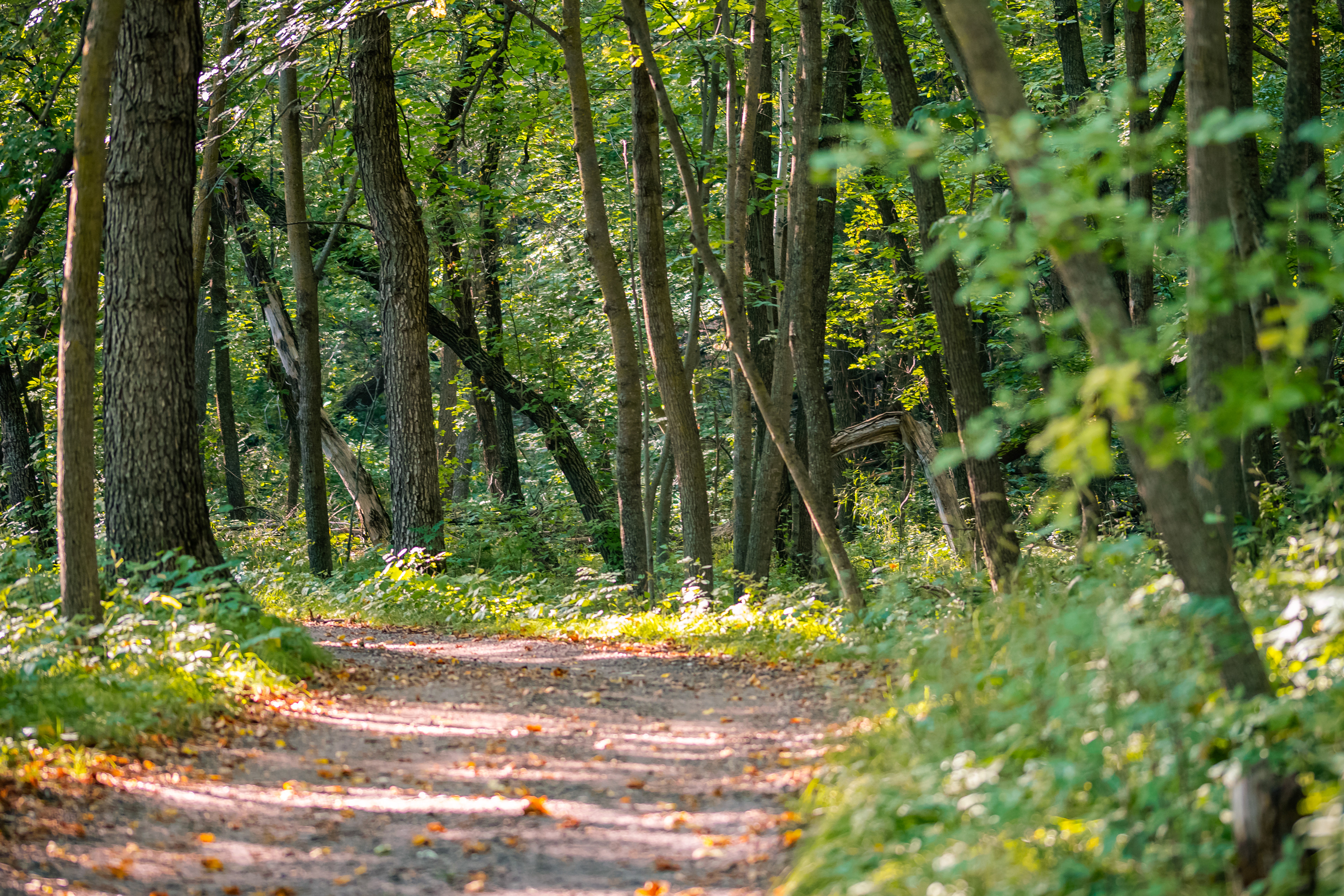 Ryan Westerberg - Life on the Plains