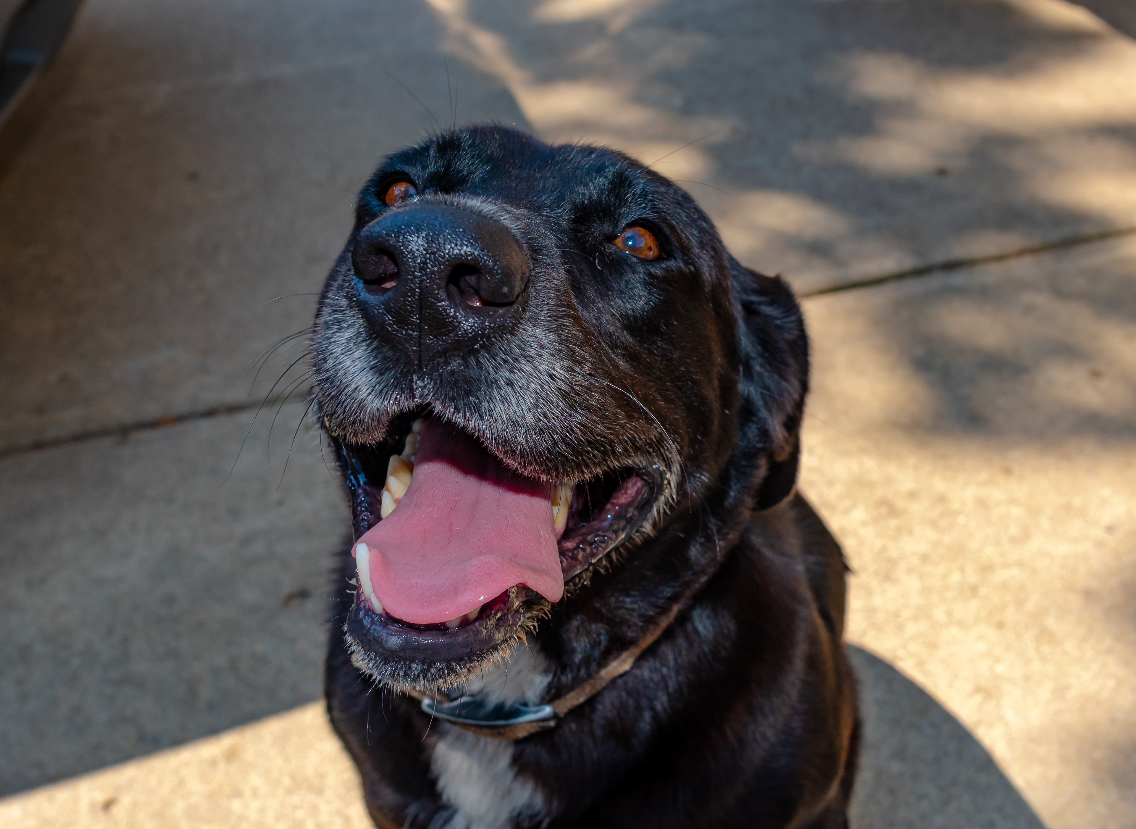 Ryan Westerberg - Furry Friends