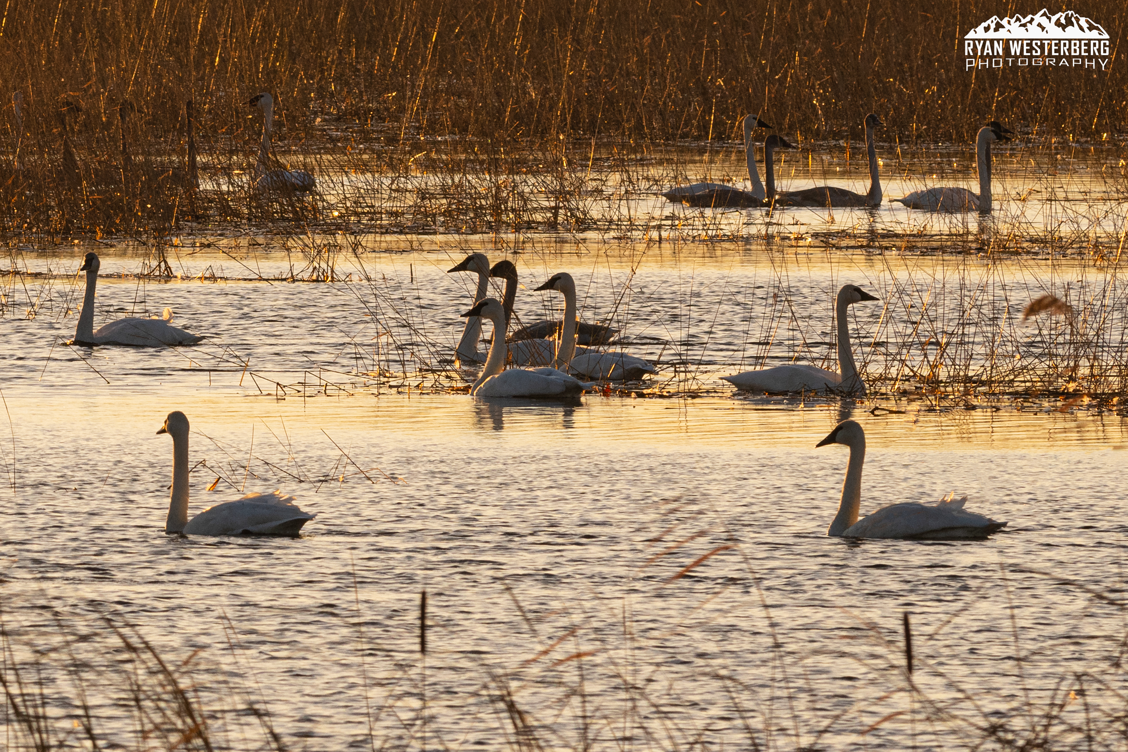 Ryan Westerberg - Flying High