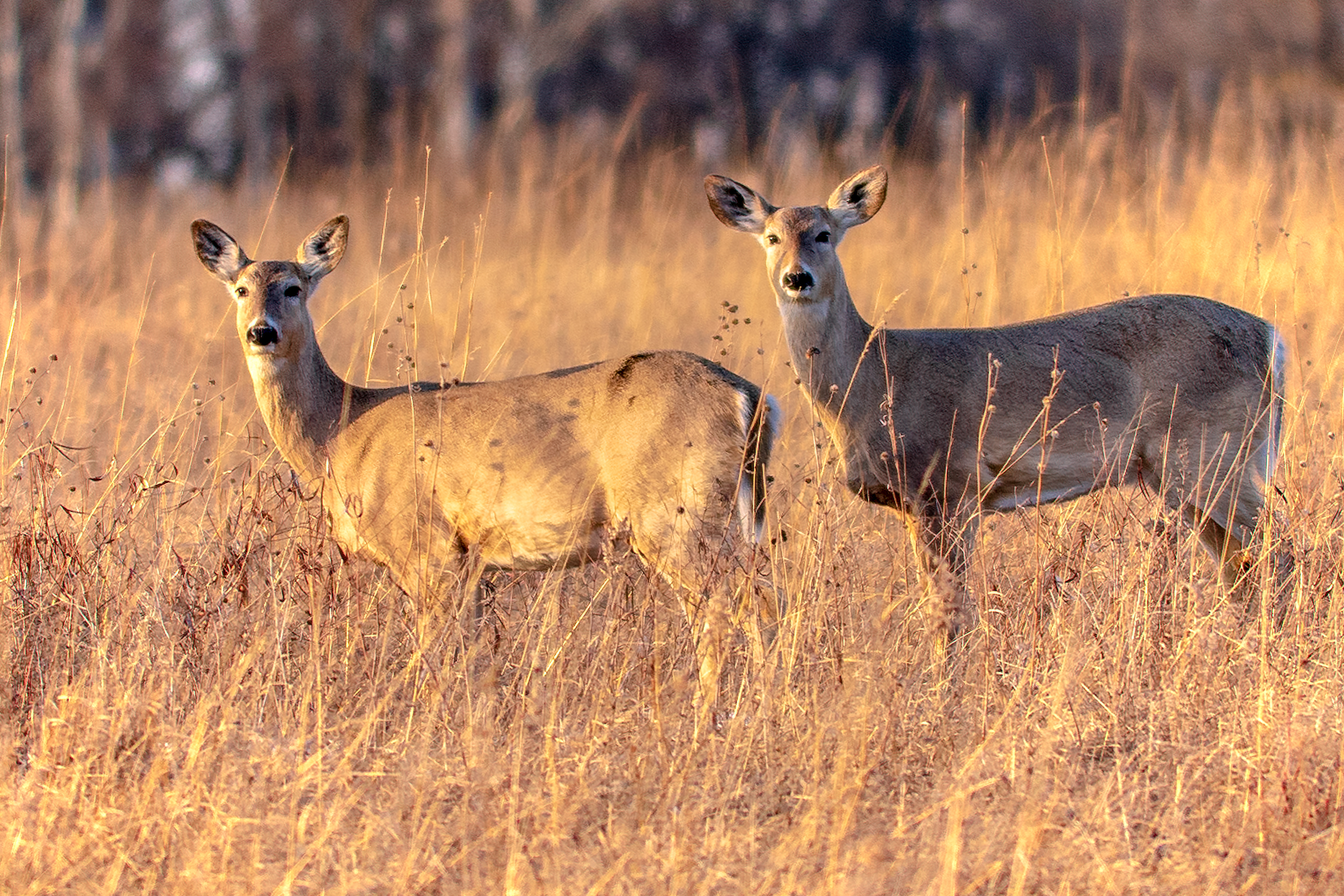 Ryan Westerberg - Wildlife