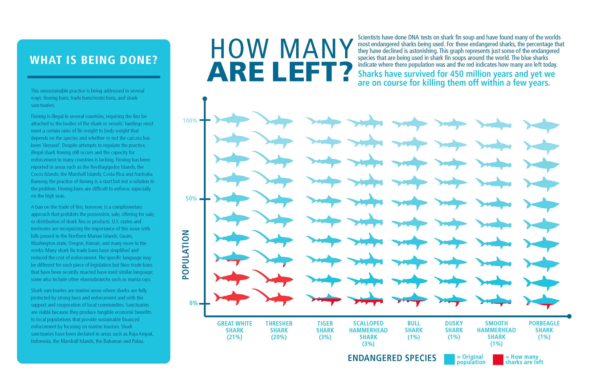 Katie Appel - Shark Finning Infographic