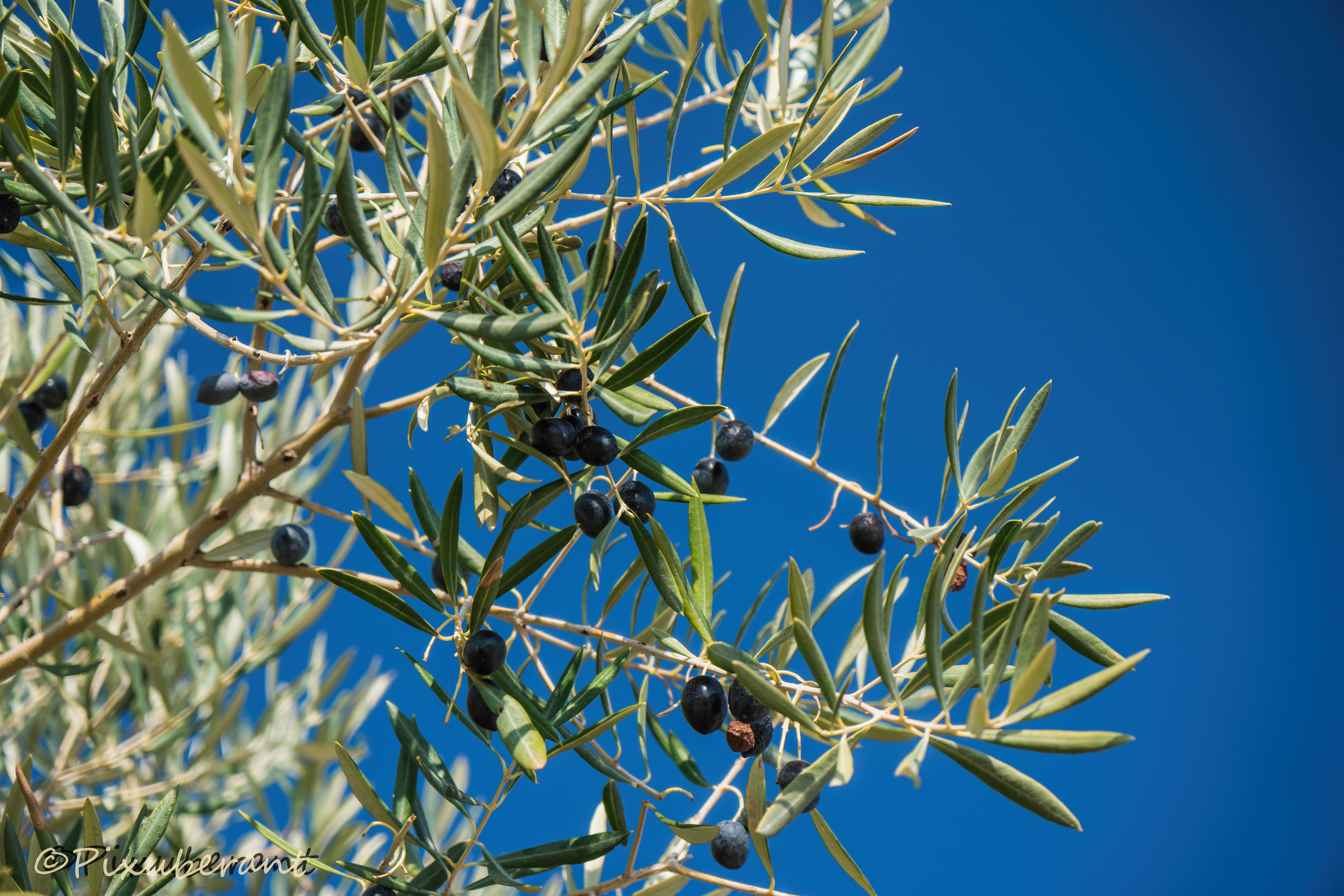Pixuberant - Flowers and Trees of Spain