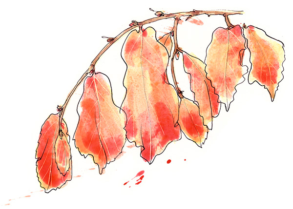 louise morgan illustration - westonbirt arboretum's 'tree spotters guide'