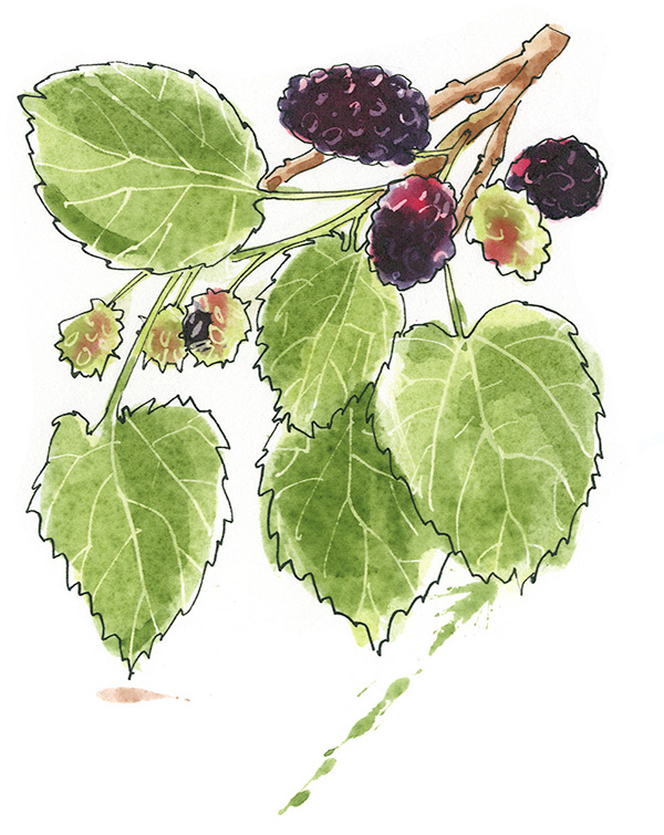 louise morgan illustration - westonbirt arboretum's 'tree spotters guide'