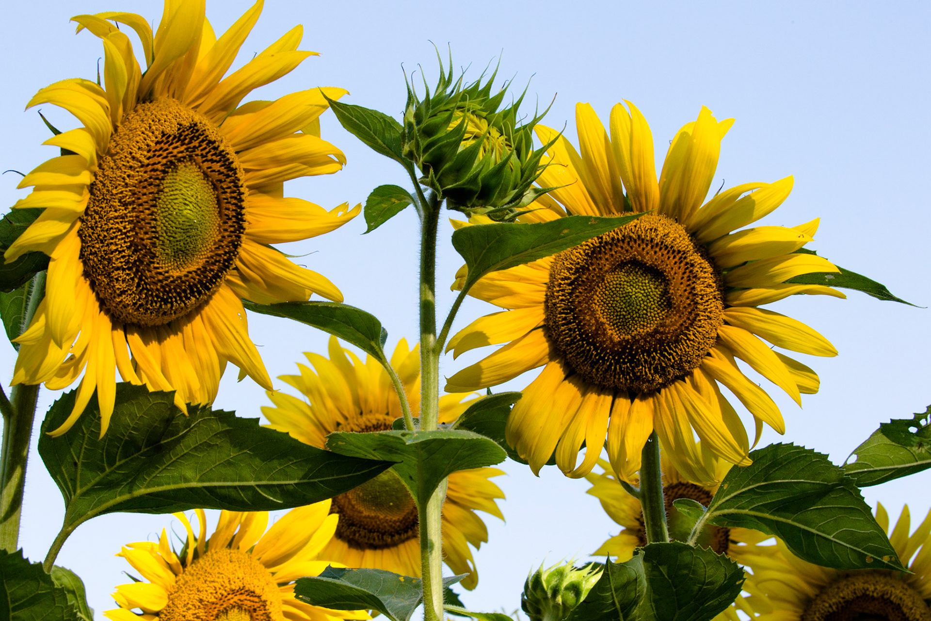 Stephen B. Hager | sbh-naturestudies - naturescapes