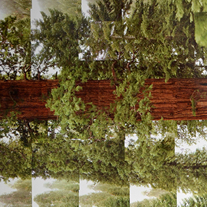 Astrid Lewis Design - Tree by James Balog