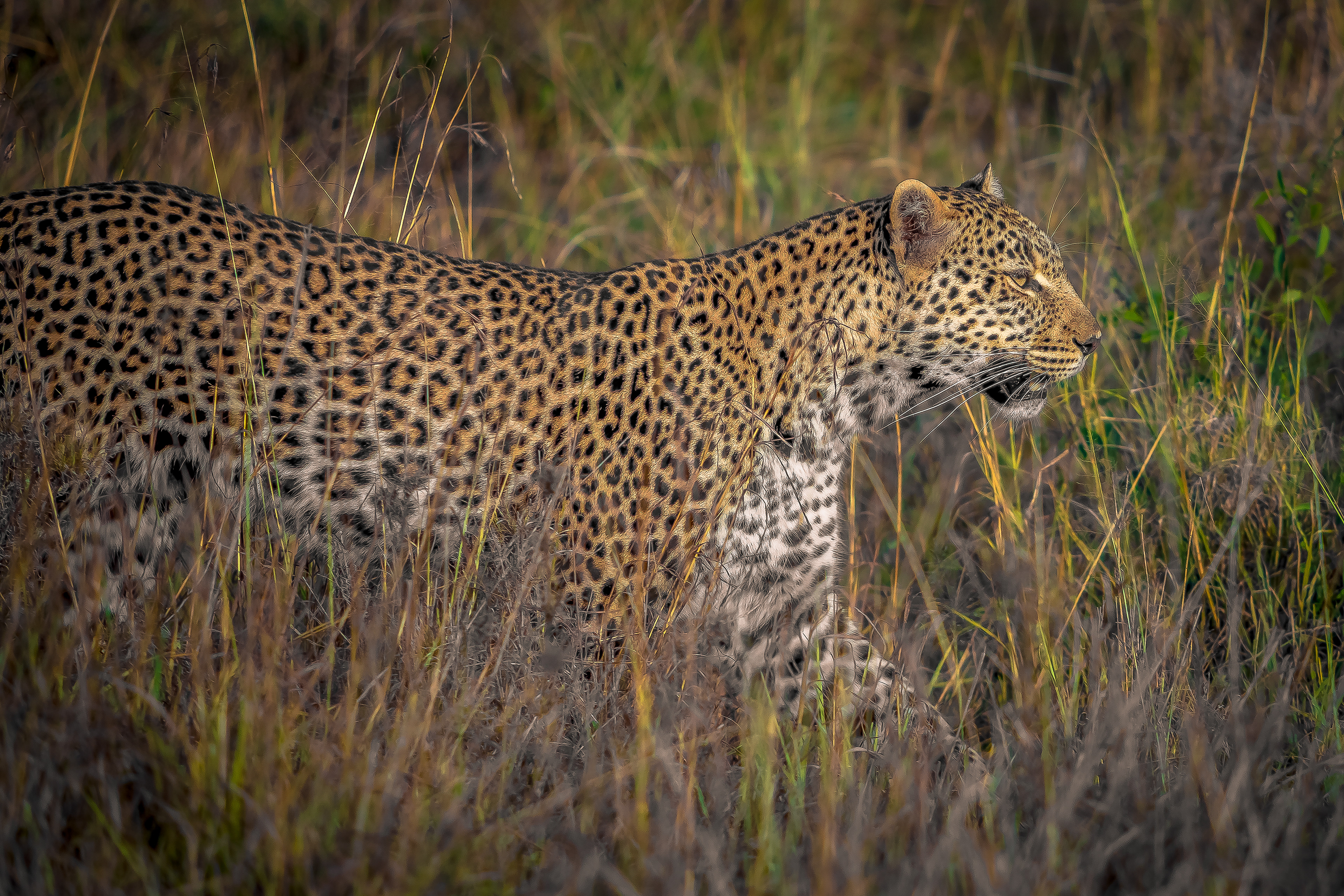 Adam Corrigan Photography - The Masai Mara