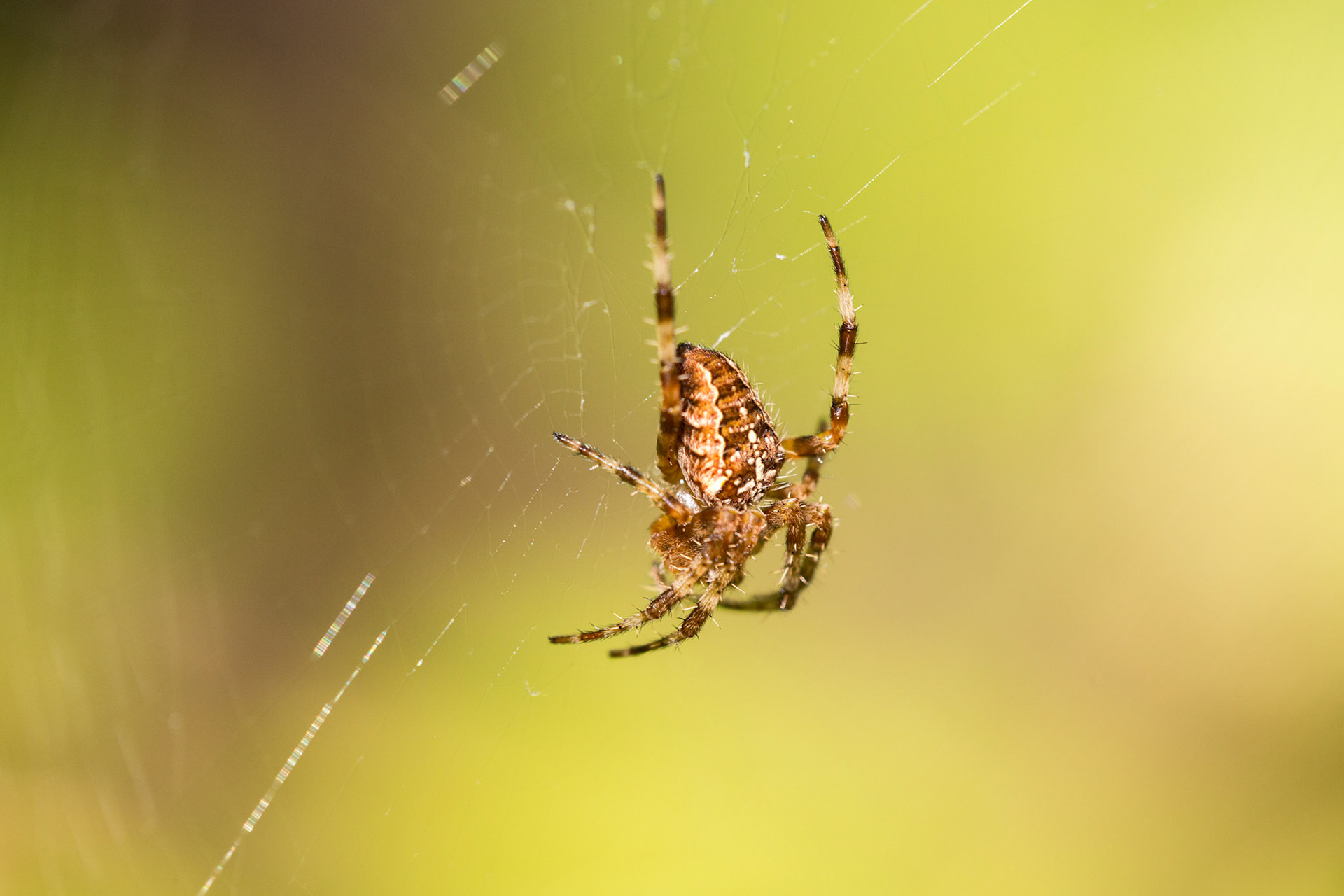 The Surrey Journal - September spiders