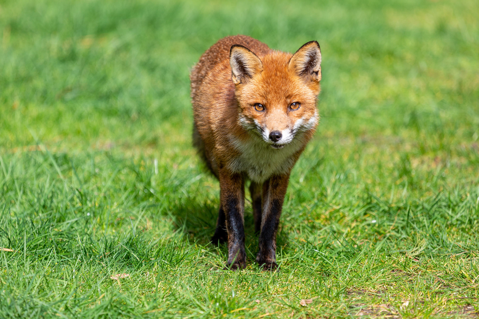 The Surrey Journal - A spring fox