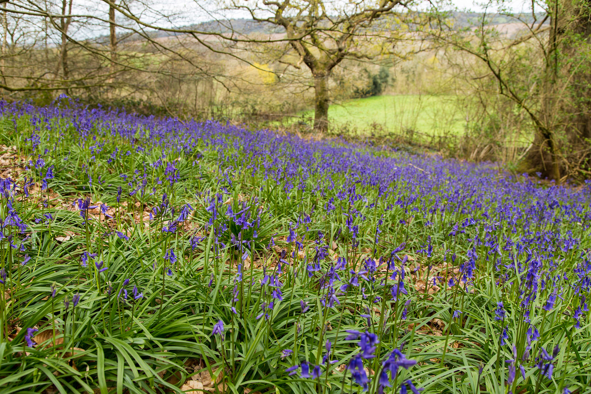 The Surrey Journal - Chinthurst Hill