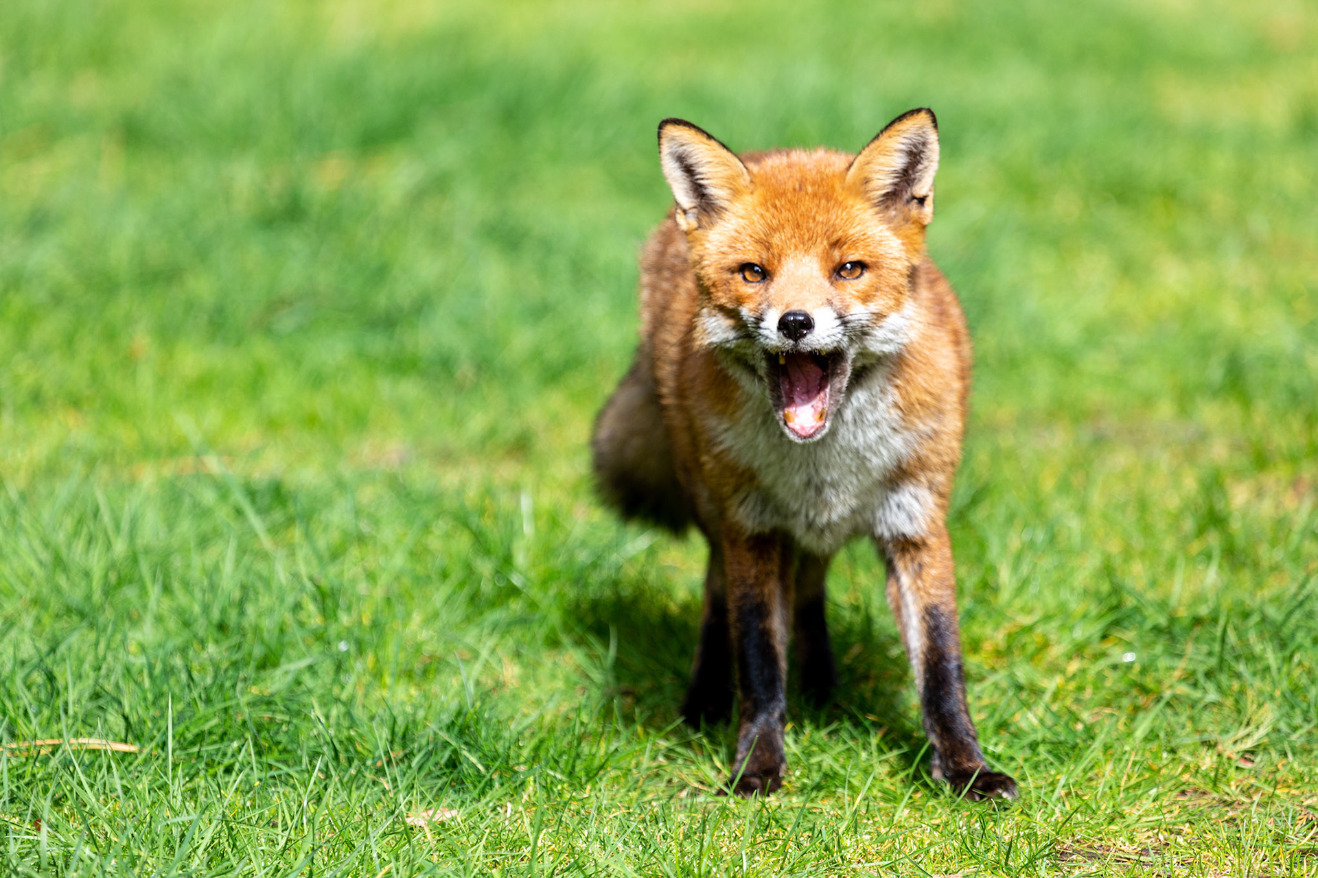 The Surrey Journal - A spring fox