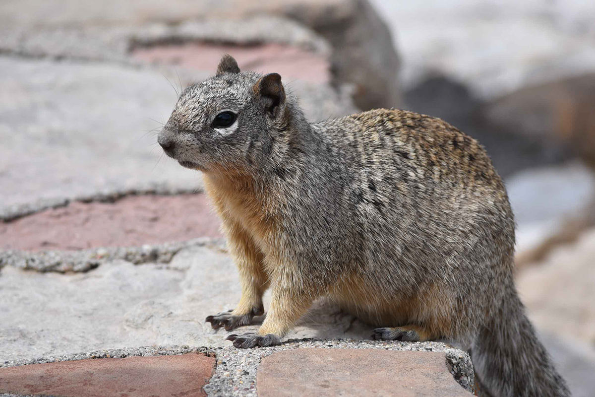 Stuart Maddaford - Amimals