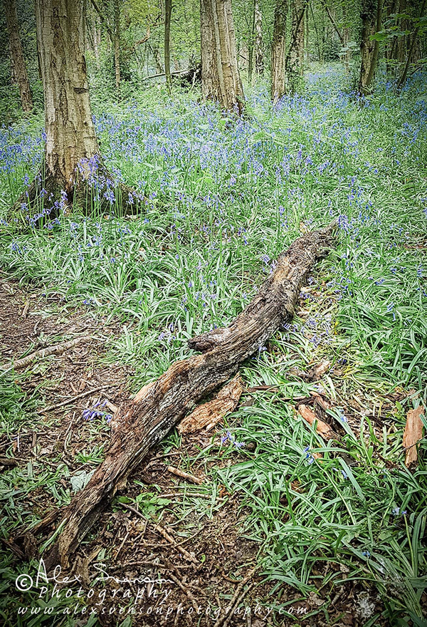 Alex Svenson - Brayton Barff Bluebells