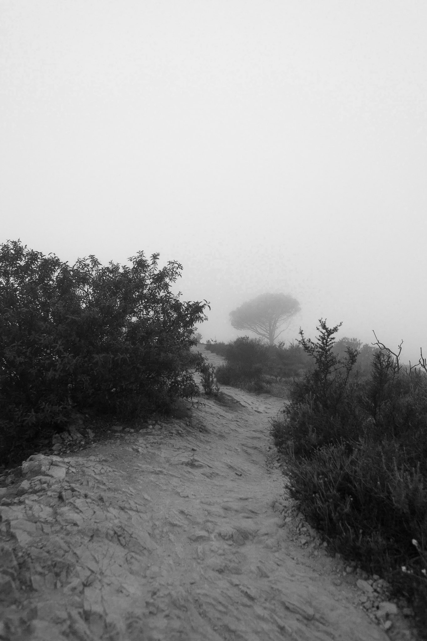 Parth Sutaria - The Tree of Life