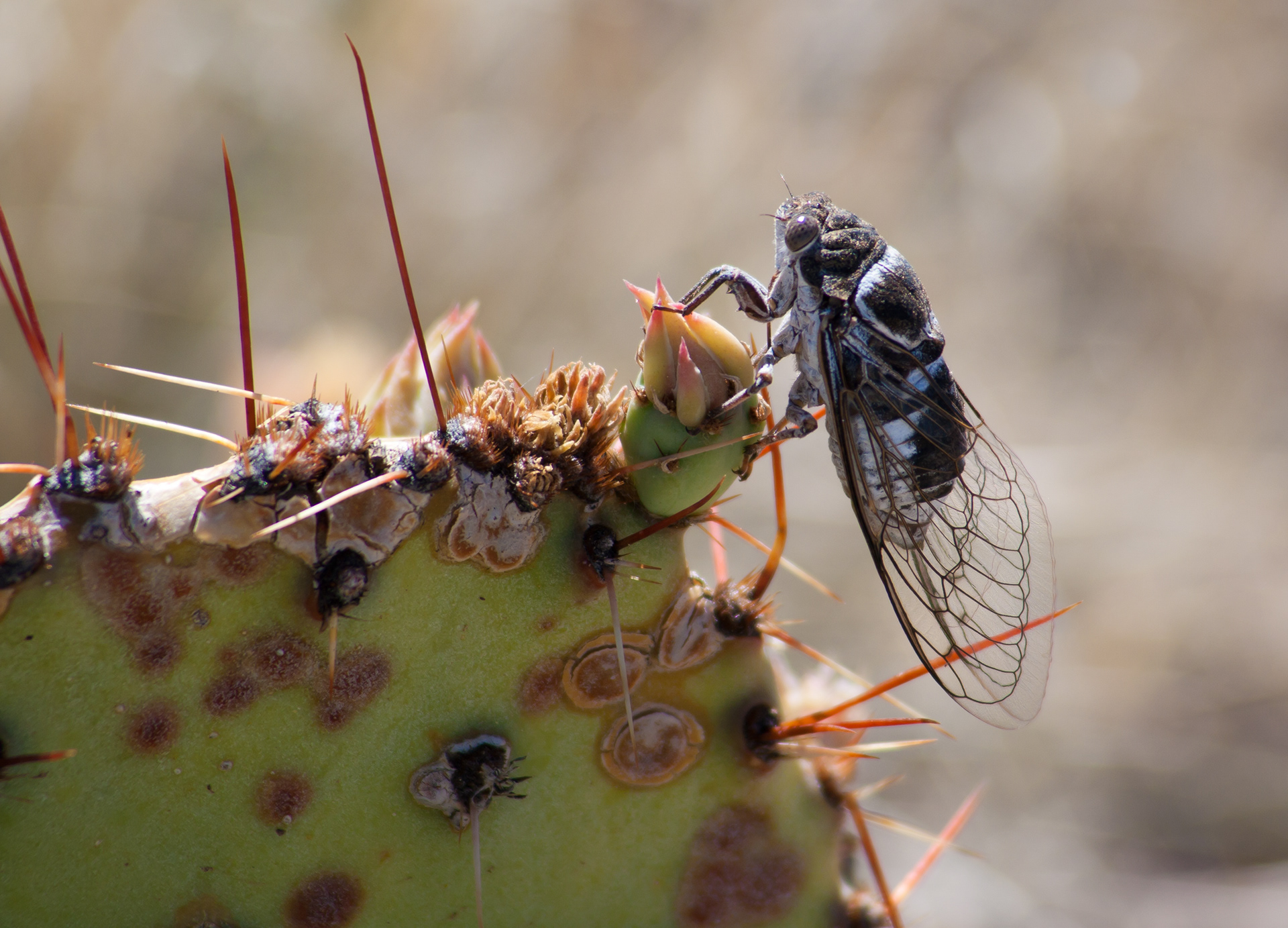 Leo Kitzinger - Cicada Clutches Cactus