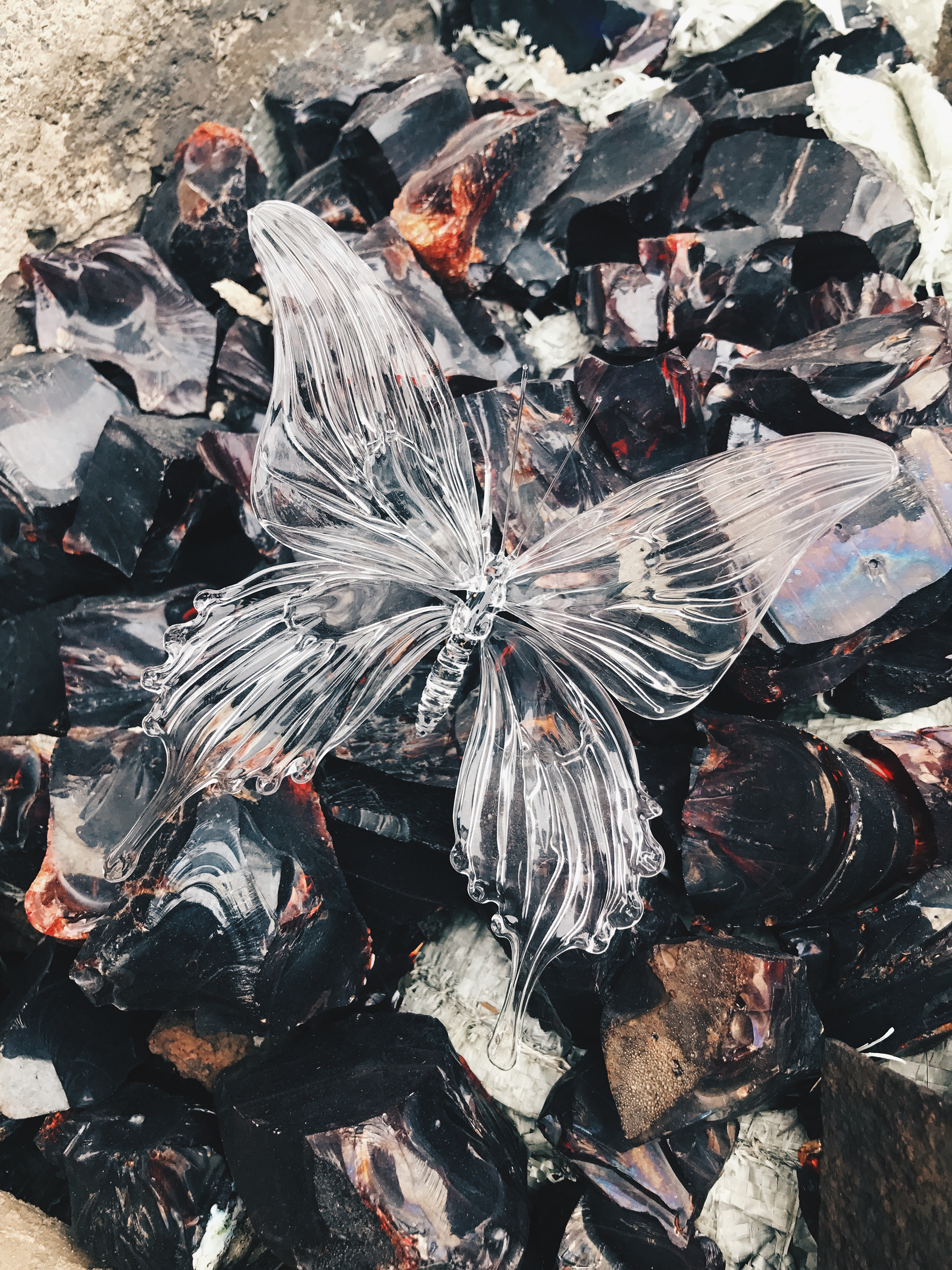 Shiqi Wu - 2017 Glass Insects