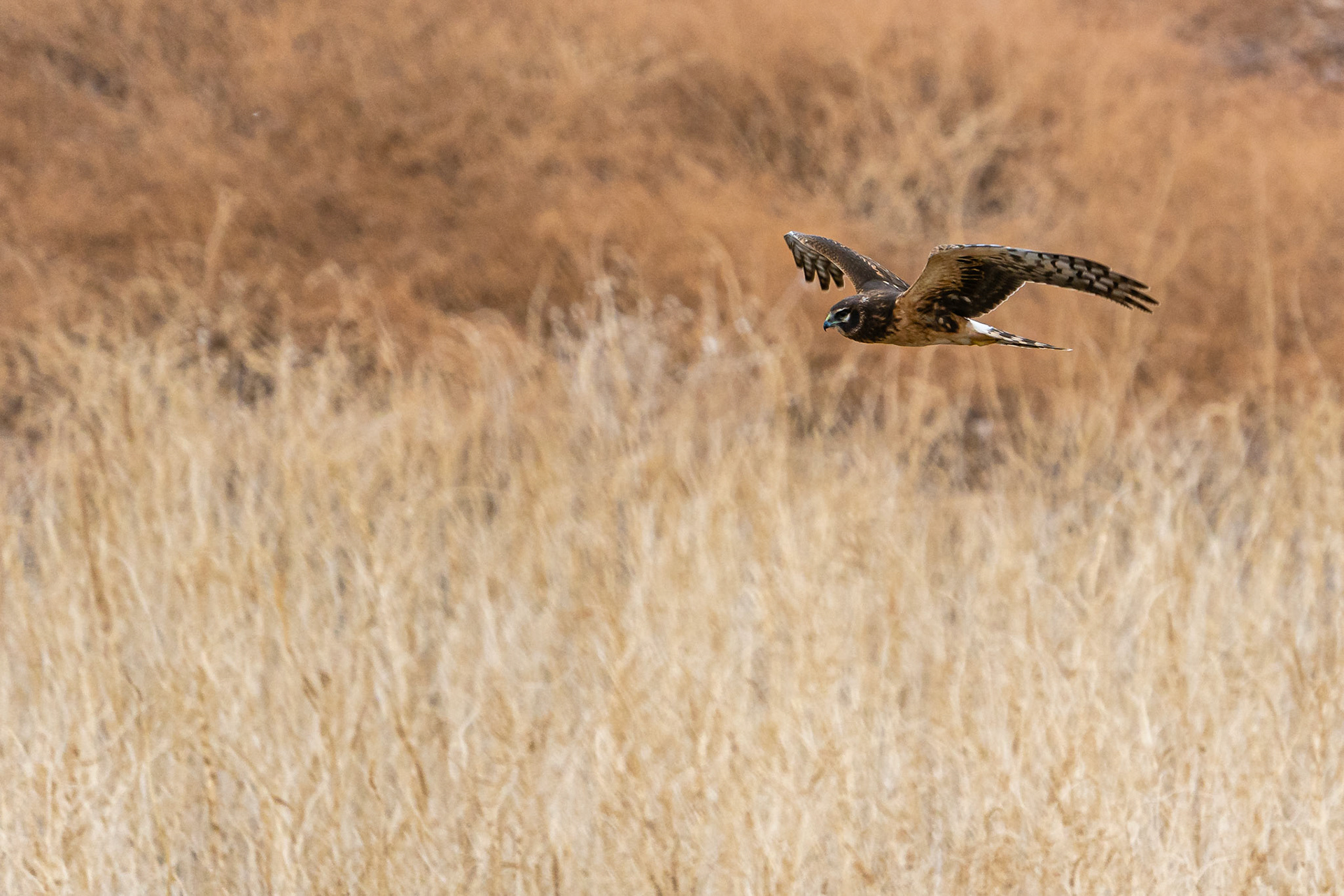 Andrew Musgrove - Diurnal Birds of Prey