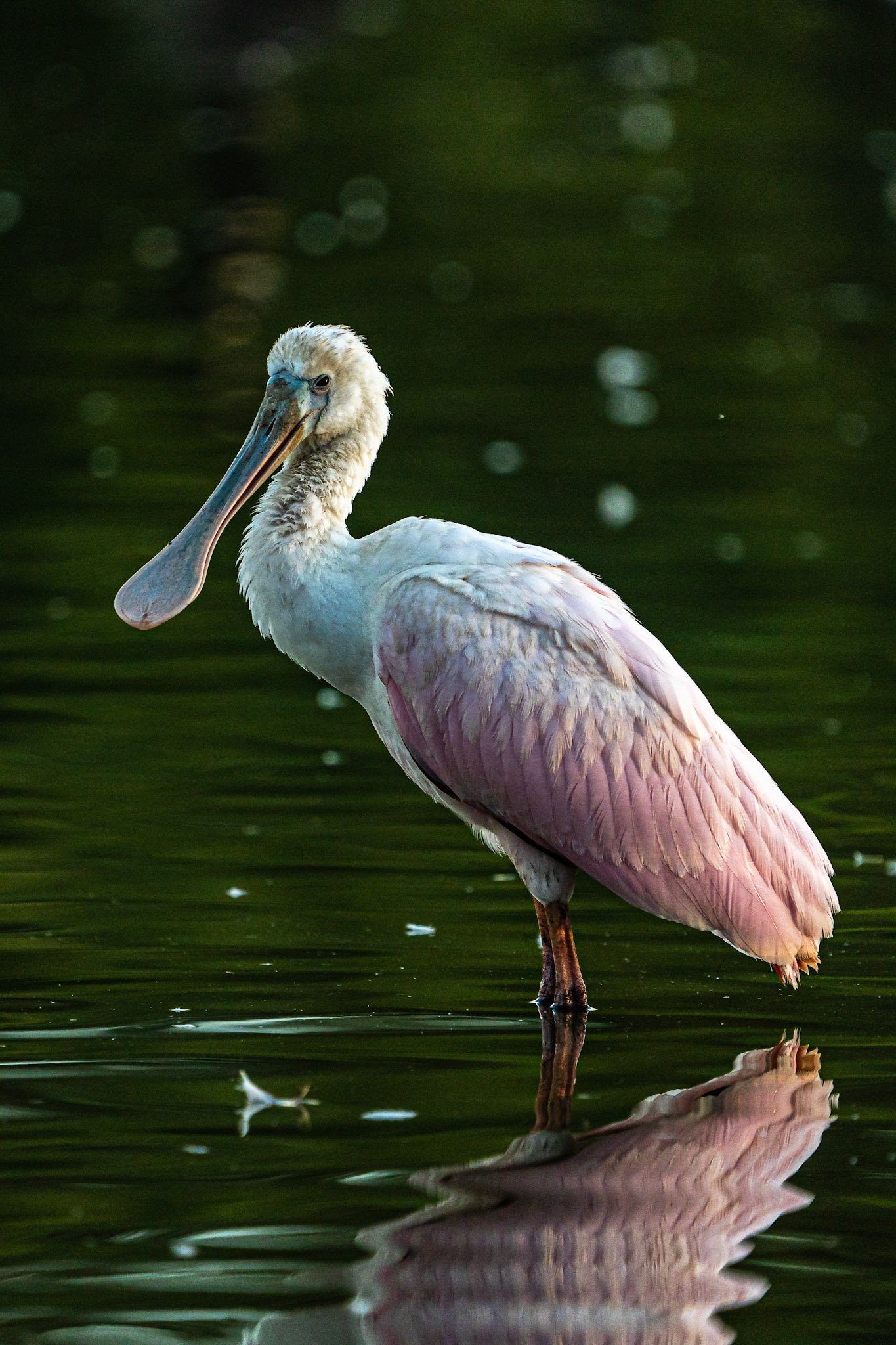 Andrew Musgrove - Pelicans & Allies