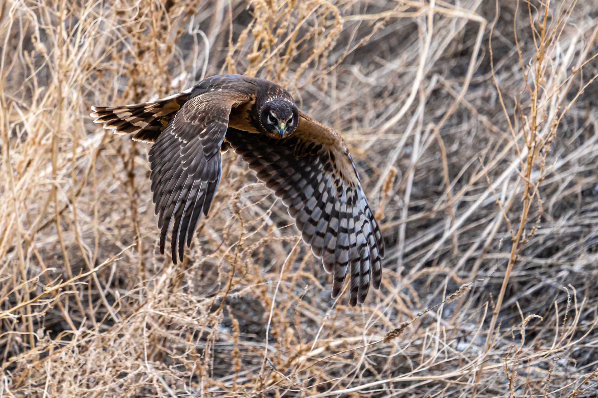 Andrew Musgrove - Diurnal Birds of Prey