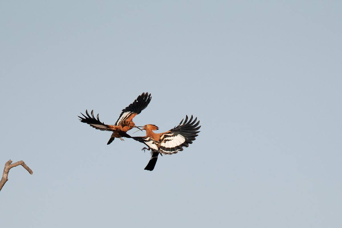 Louis Oosthuizen Photography - African Hoopoe - Hoephoep