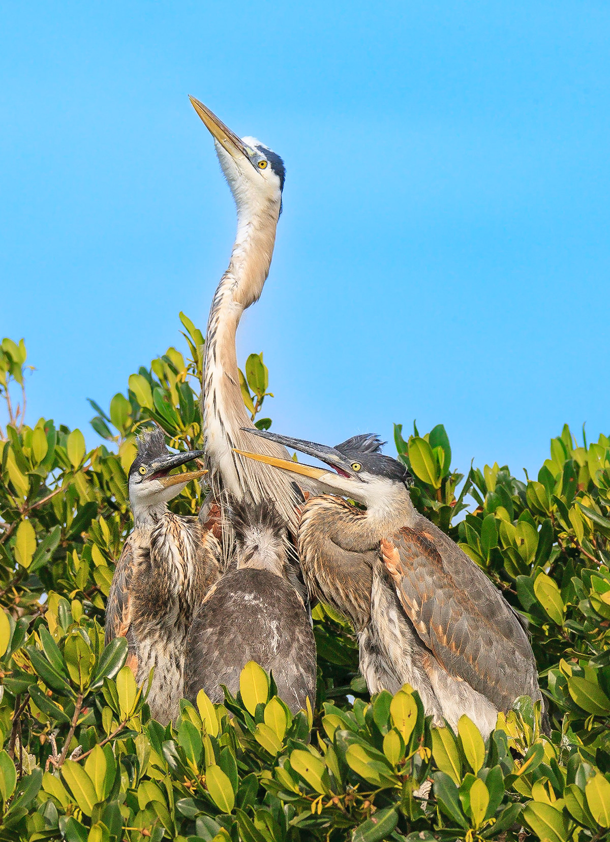 Jeff Donald photography - Florida Bird Rookeries