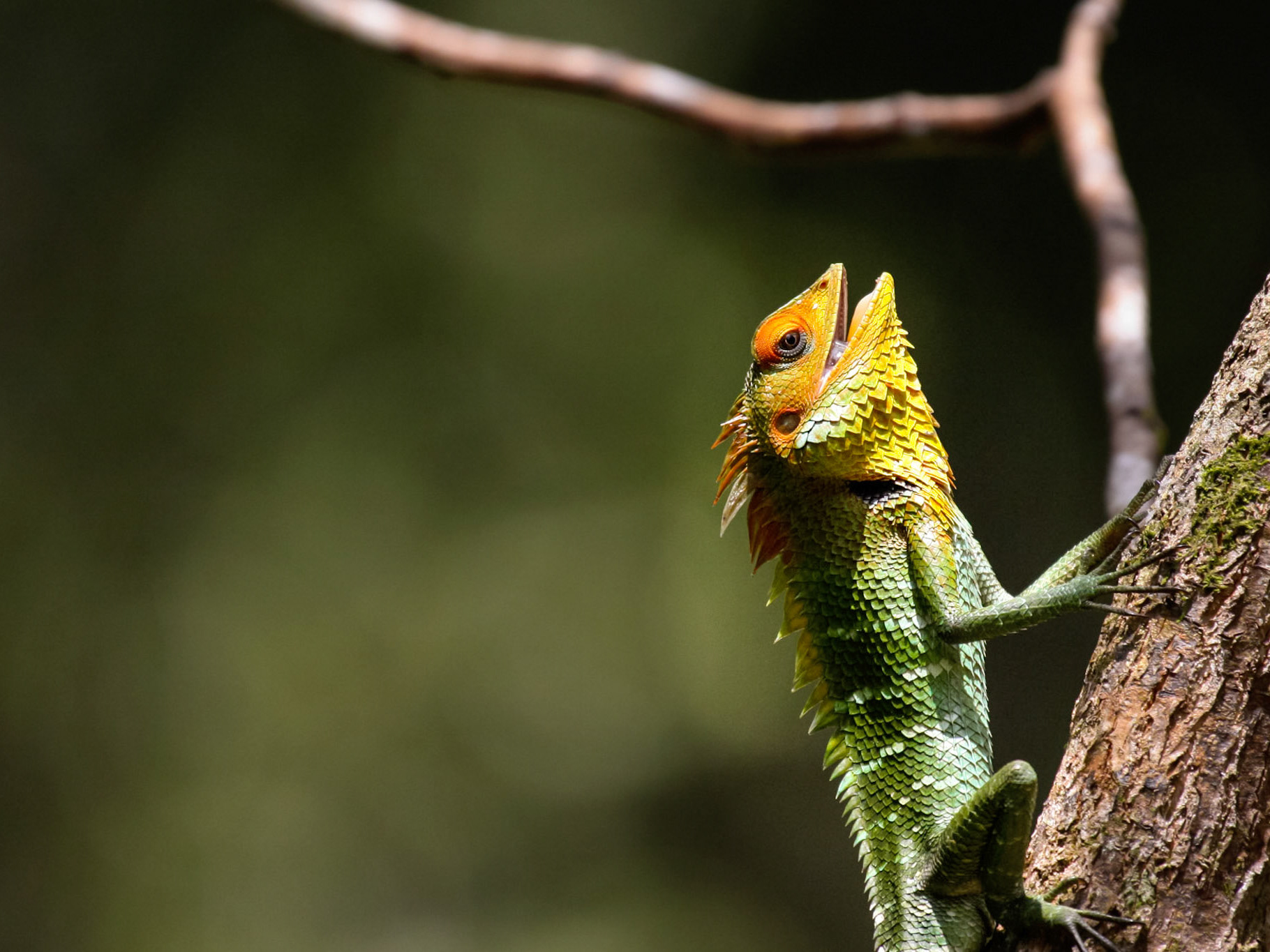 Ode to Gaia - Lizards