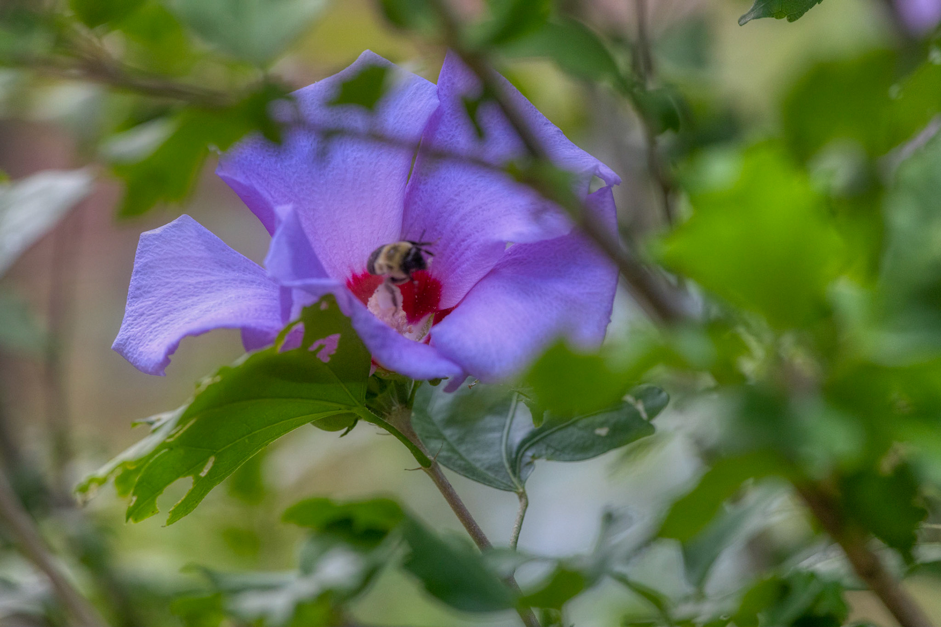 Vladimir Brook - Radburn park