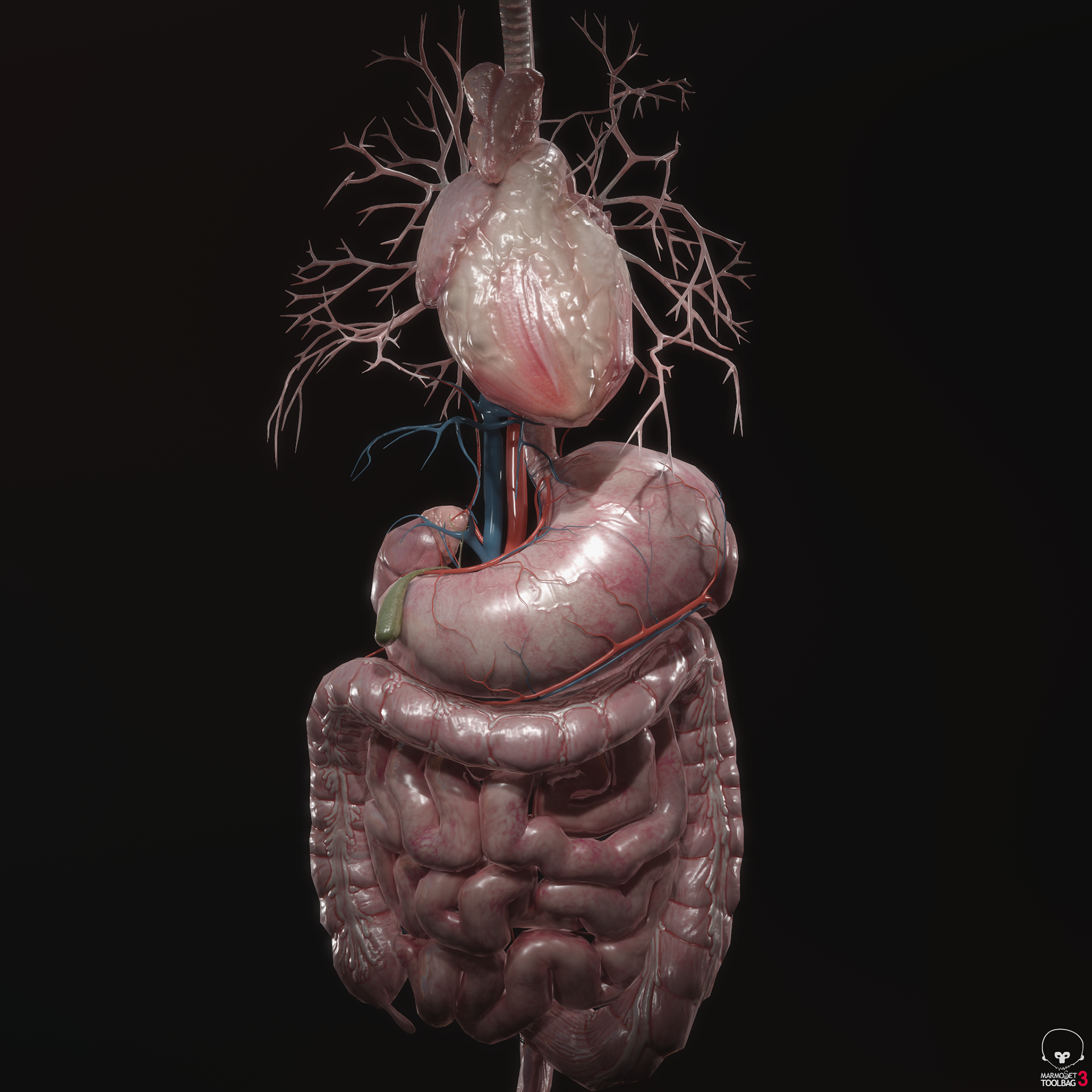 Dan Nacu - Human Organs (Real-Time Models)